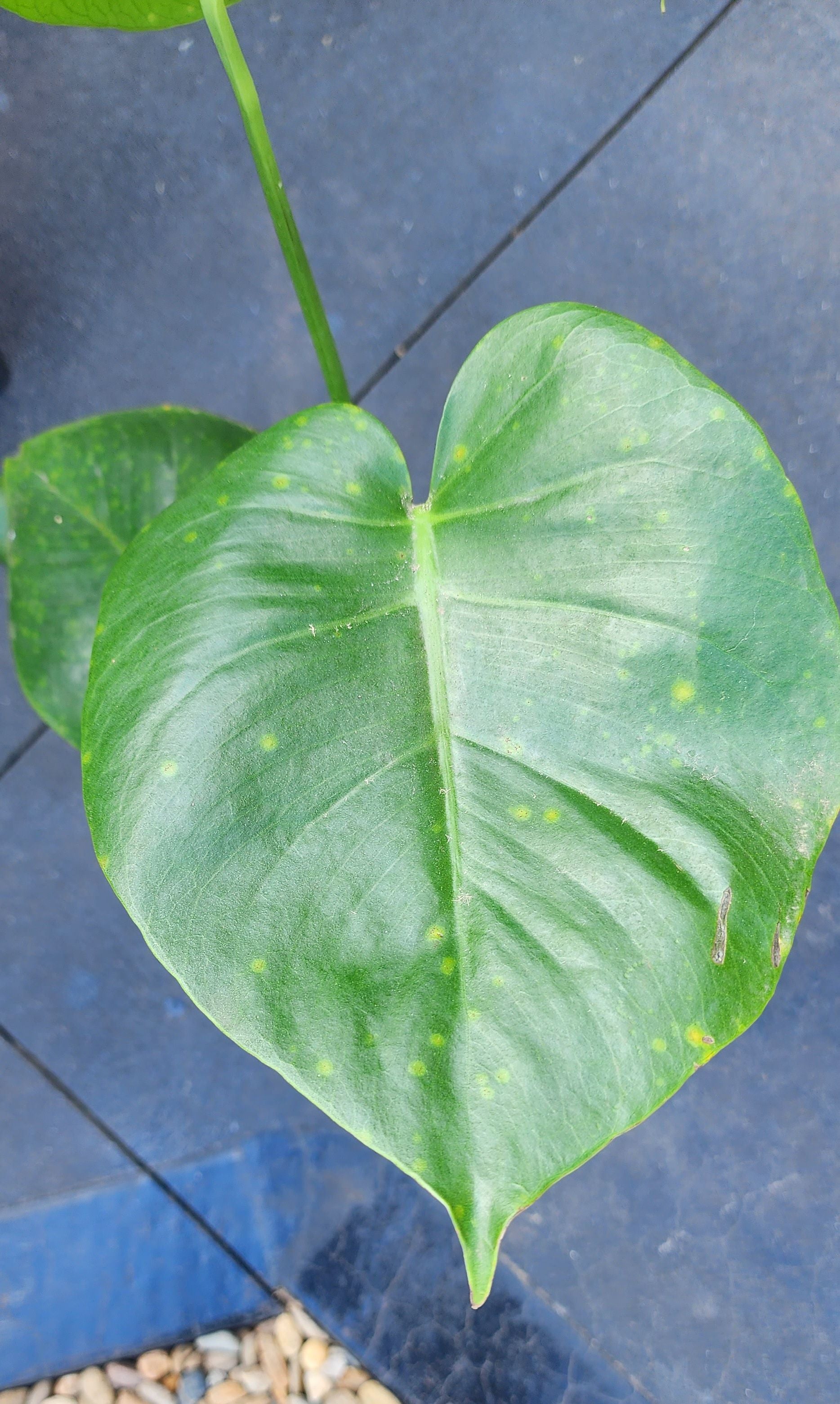 What are these spots on my monstera and how to fix?