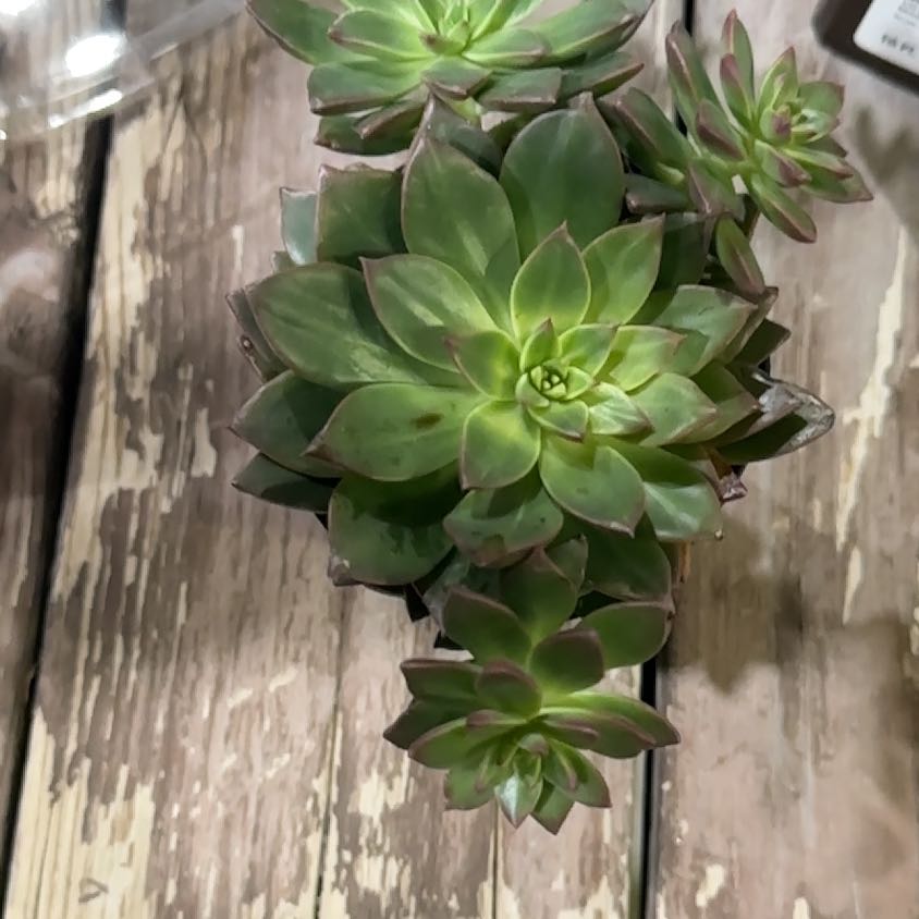 Personalized Tacisedum 'Solar Flare' Care: Water, Light, Nutrients ...