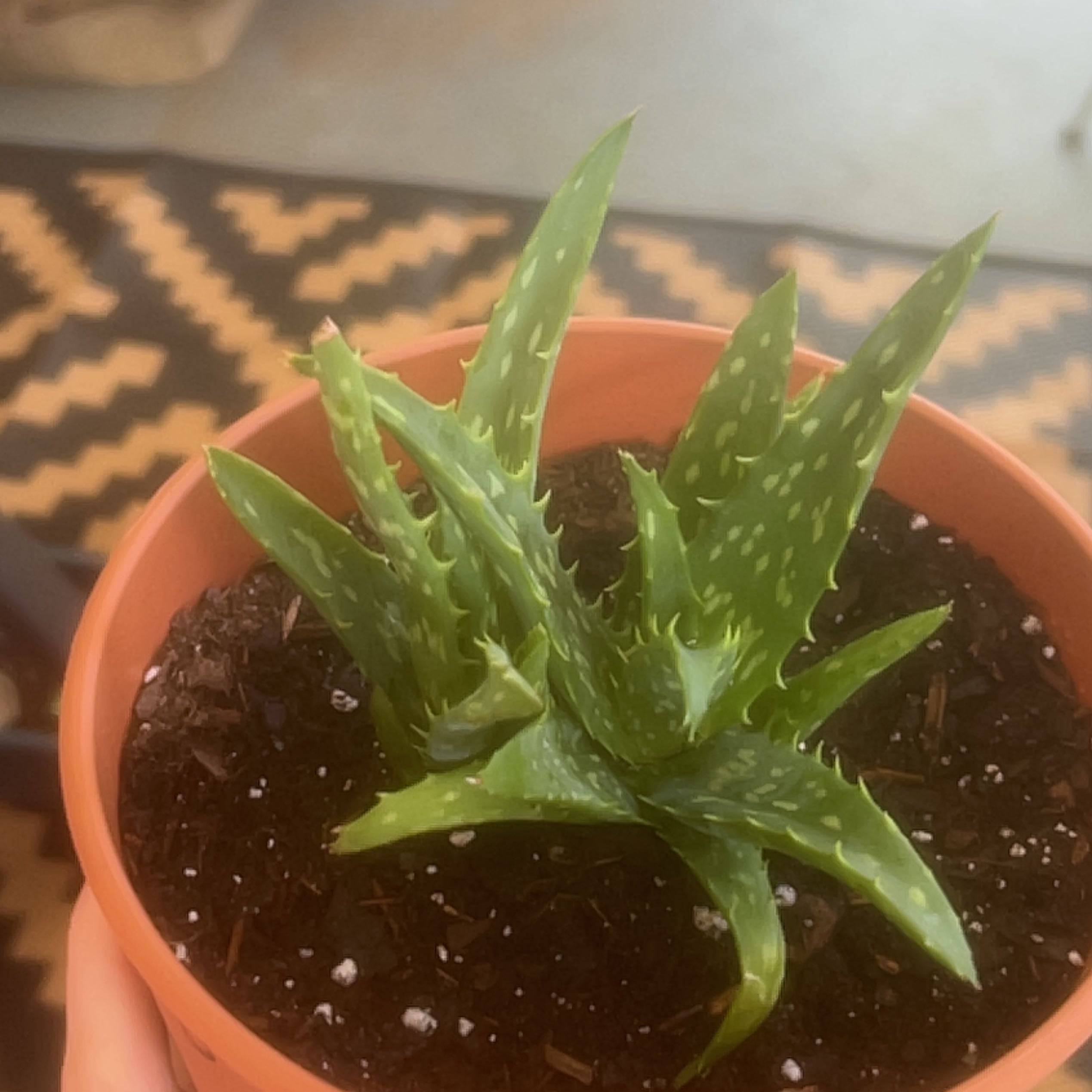 How to Get a Aloe Night Sky to Bloom