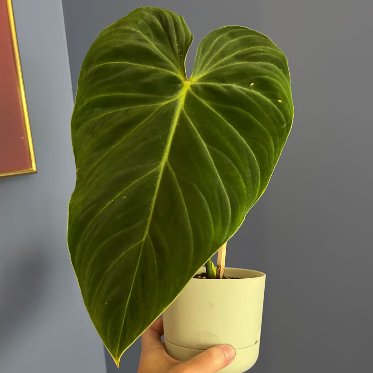 Why Are My Philodendron Splendid Leaves Falling Over?