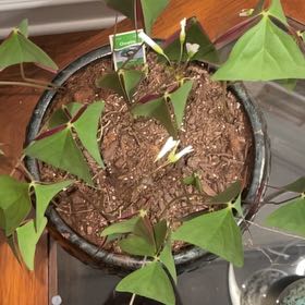 Zeus | A plant by @CivilCostmary on Greg