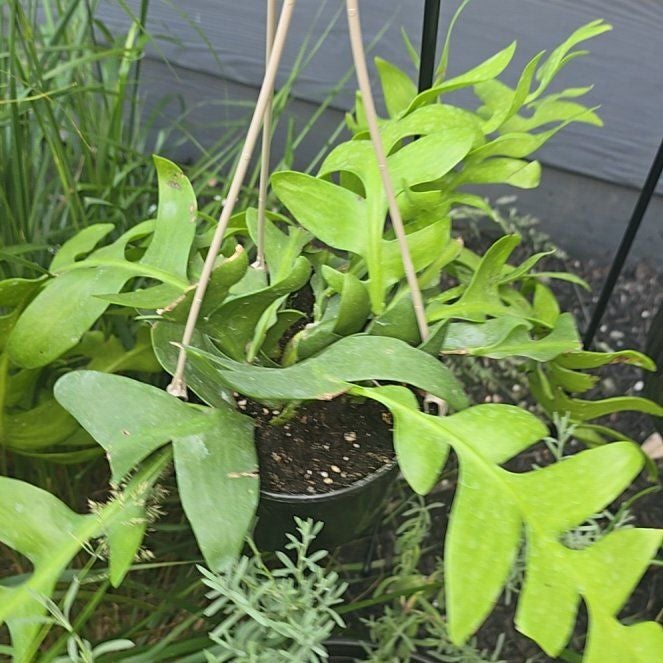 The Complete Shark Tooth Cactus Plant Care Guide: Water, Light & Beyond