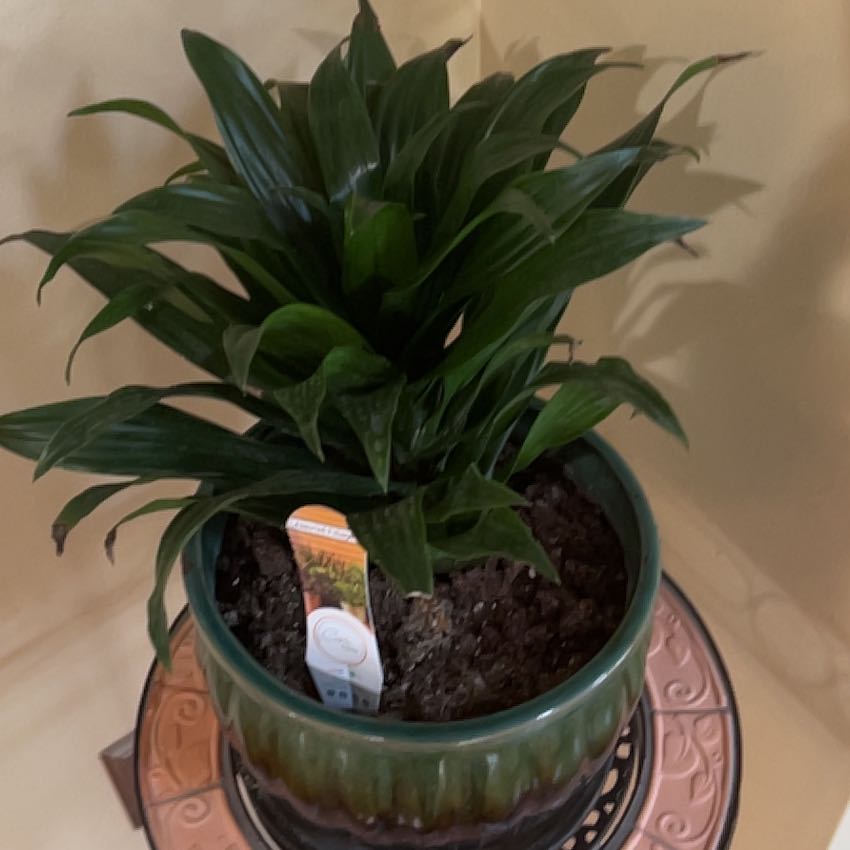 Zeus | A plant by @YernMoneymaker on Greg