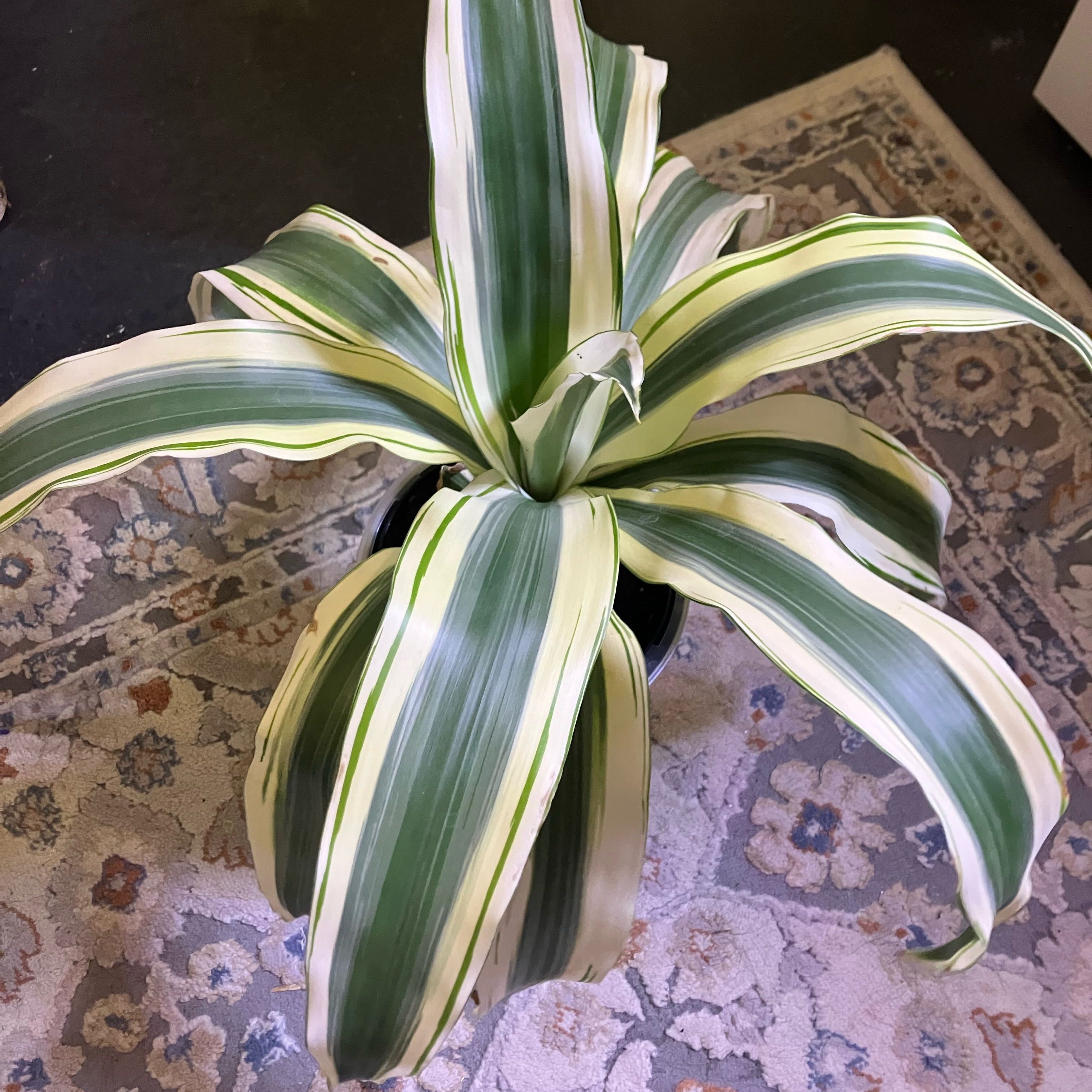 Dracaena 'White Aspen' Plant Care: Water, Light, Nutrients | Greg App 🌱