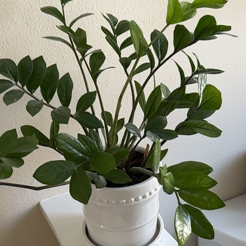 Xena | A plant by @SuaveDuckpotato on Greg