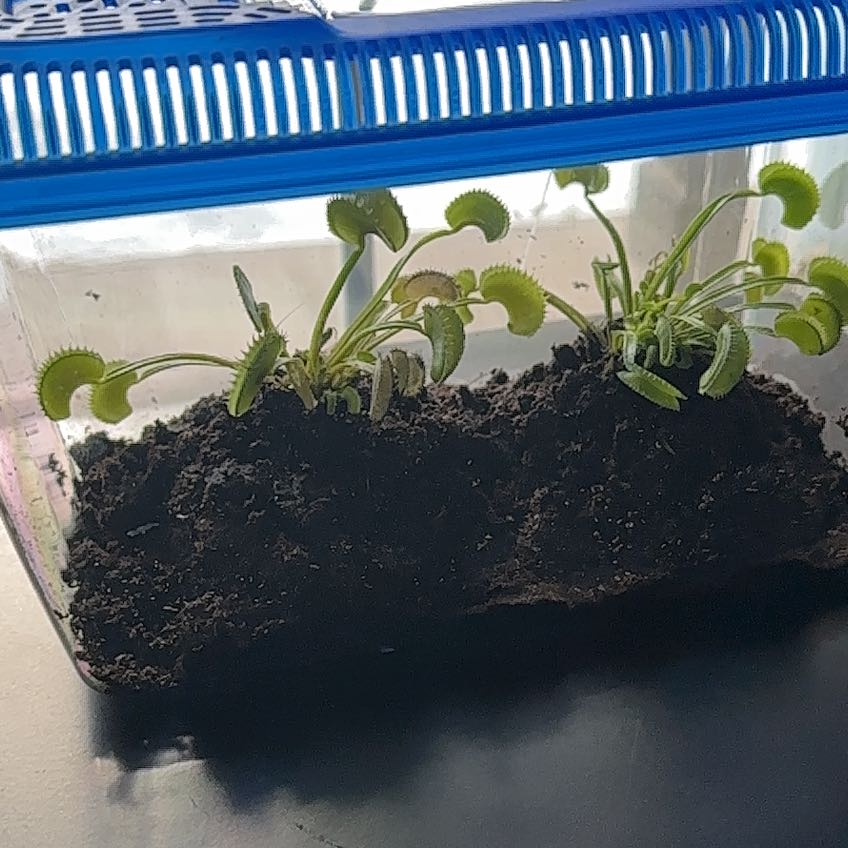 Gregarious | A plant by @SuaveDuckpotato on Greg