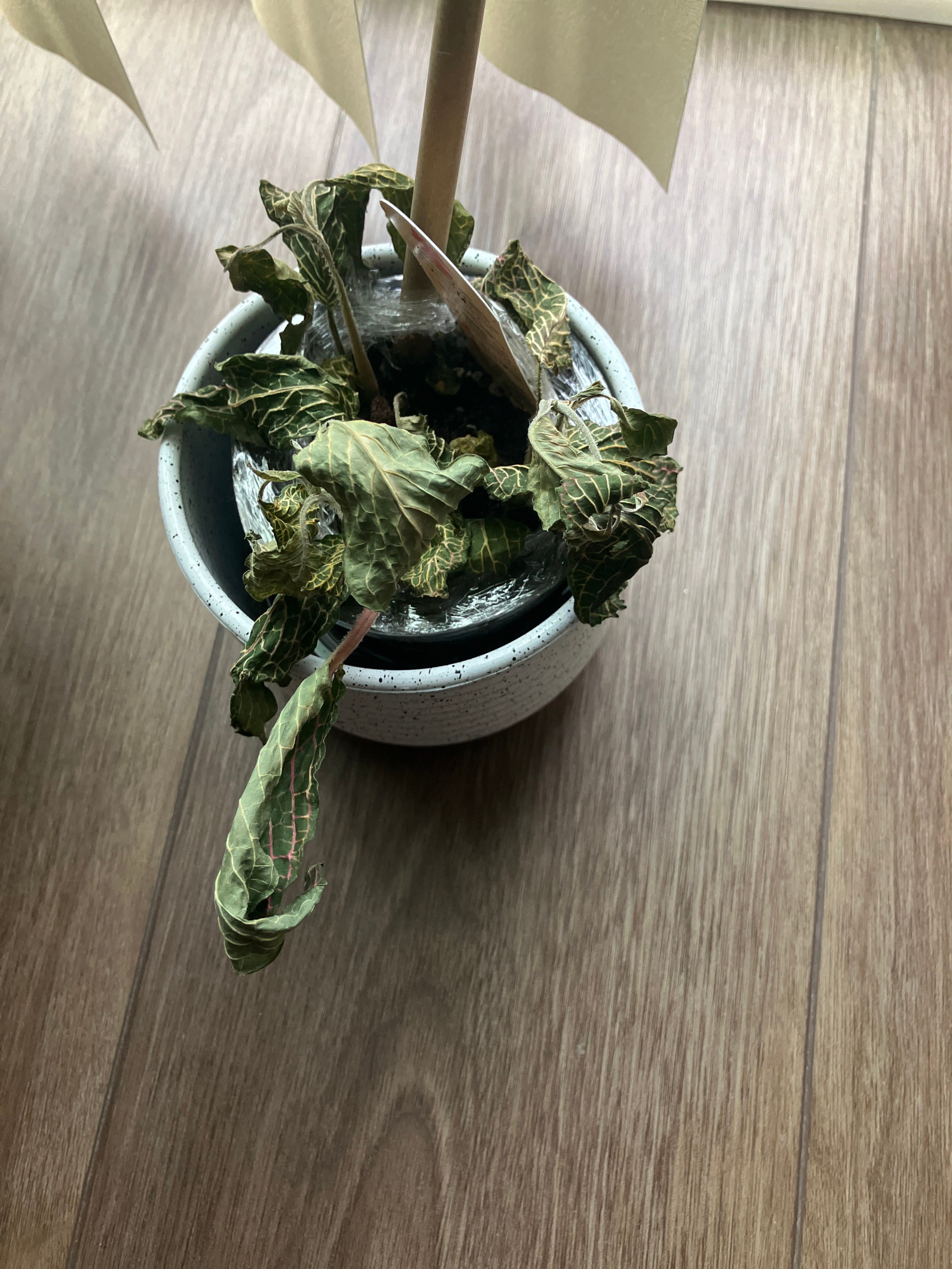 How to Care for Red Anne Nerve Plant: Mastering Water, Sunlight & More