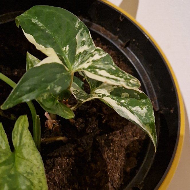 Emerson | A plant by @CivilAntplant on Greg