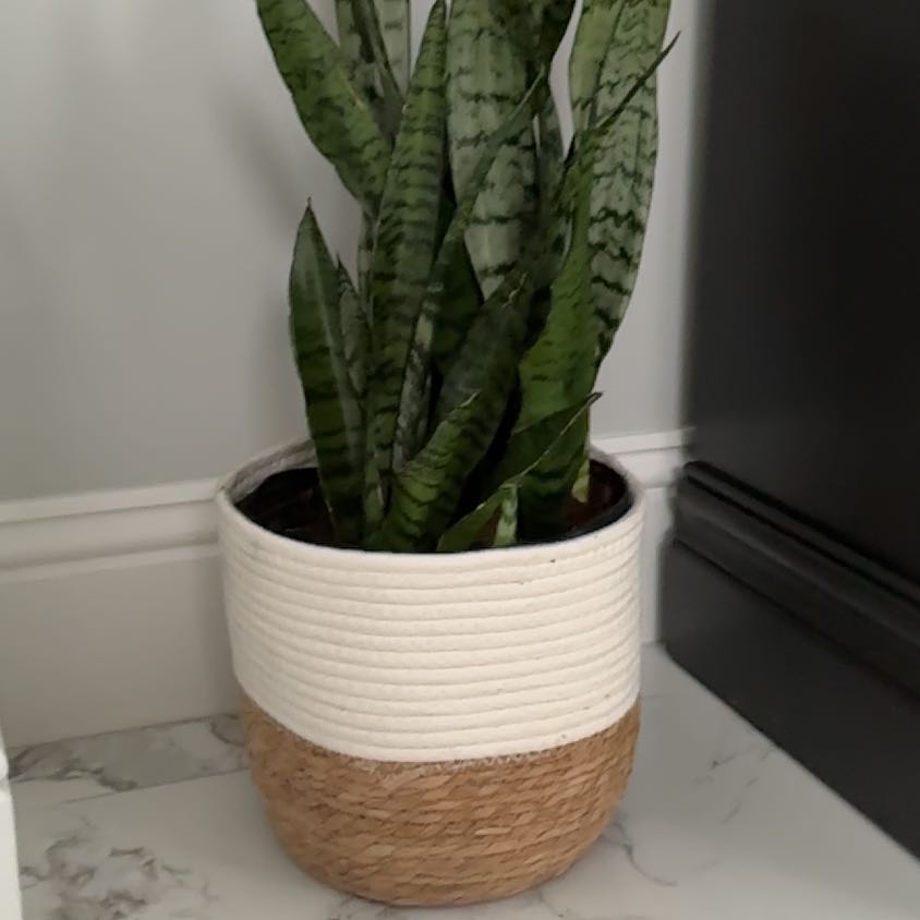 Homer | A plant by @MaestroBearsear on Greg