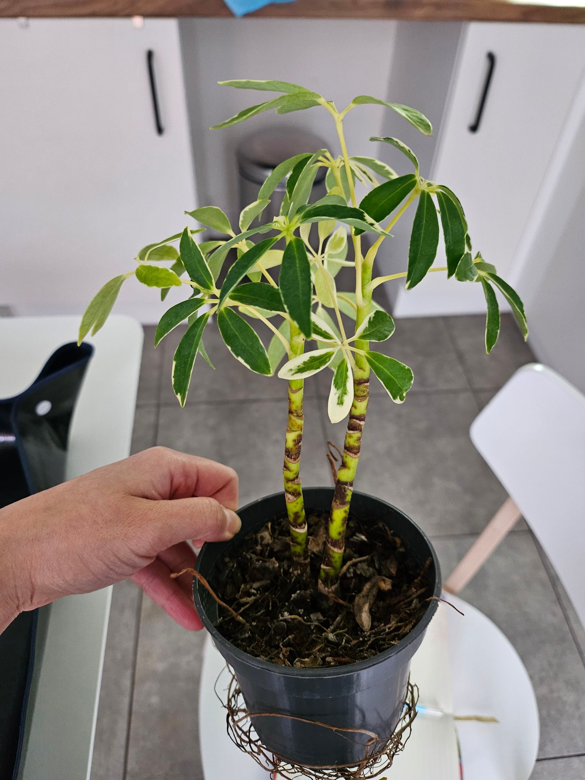 💡 Ultimate Guide to Solving Schefflera Problems