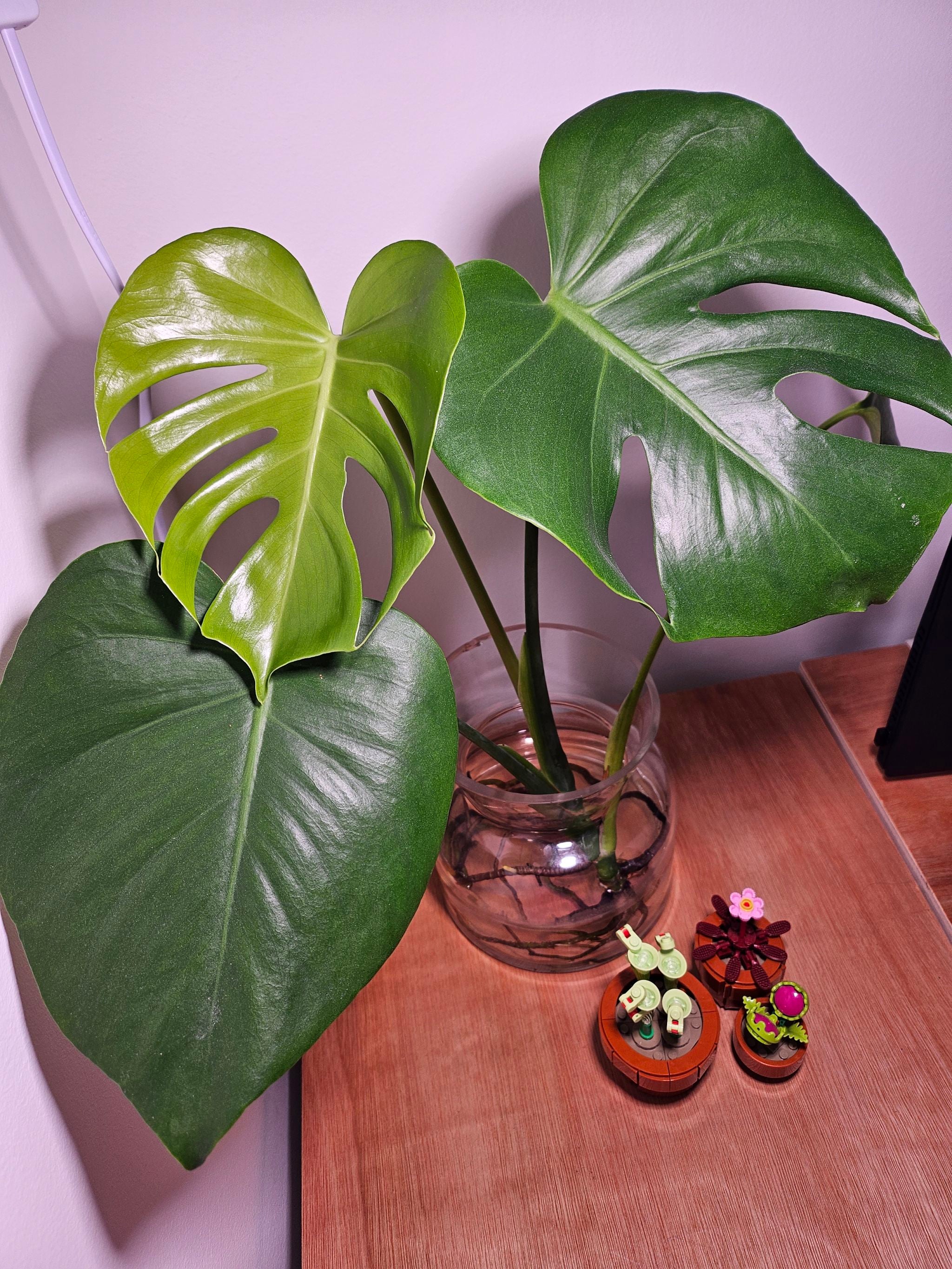 First new leaf since splitting and repotting my monstera ...