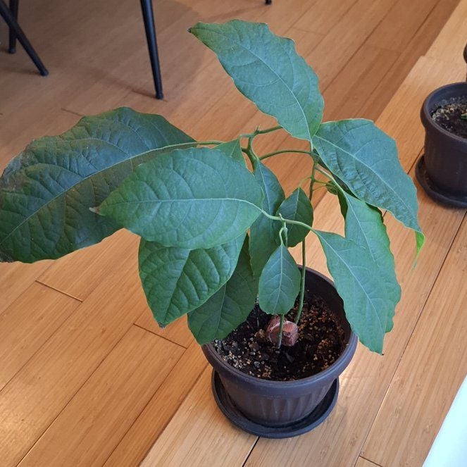 Avo | A plant by @MasterRedcap on Greg