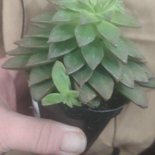 Tacisedum 'Solar Flare' Plant Care: Water, Light, Nutrients | Greg App 🌱