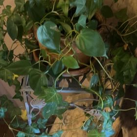 Athena | A plant by @SpicyWoodavens on Greg