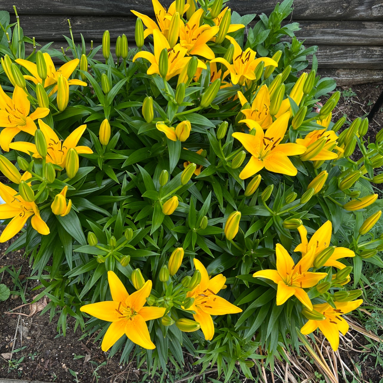 🐅 Why Are My Tiger Lily Leaves Turning Yellow?
