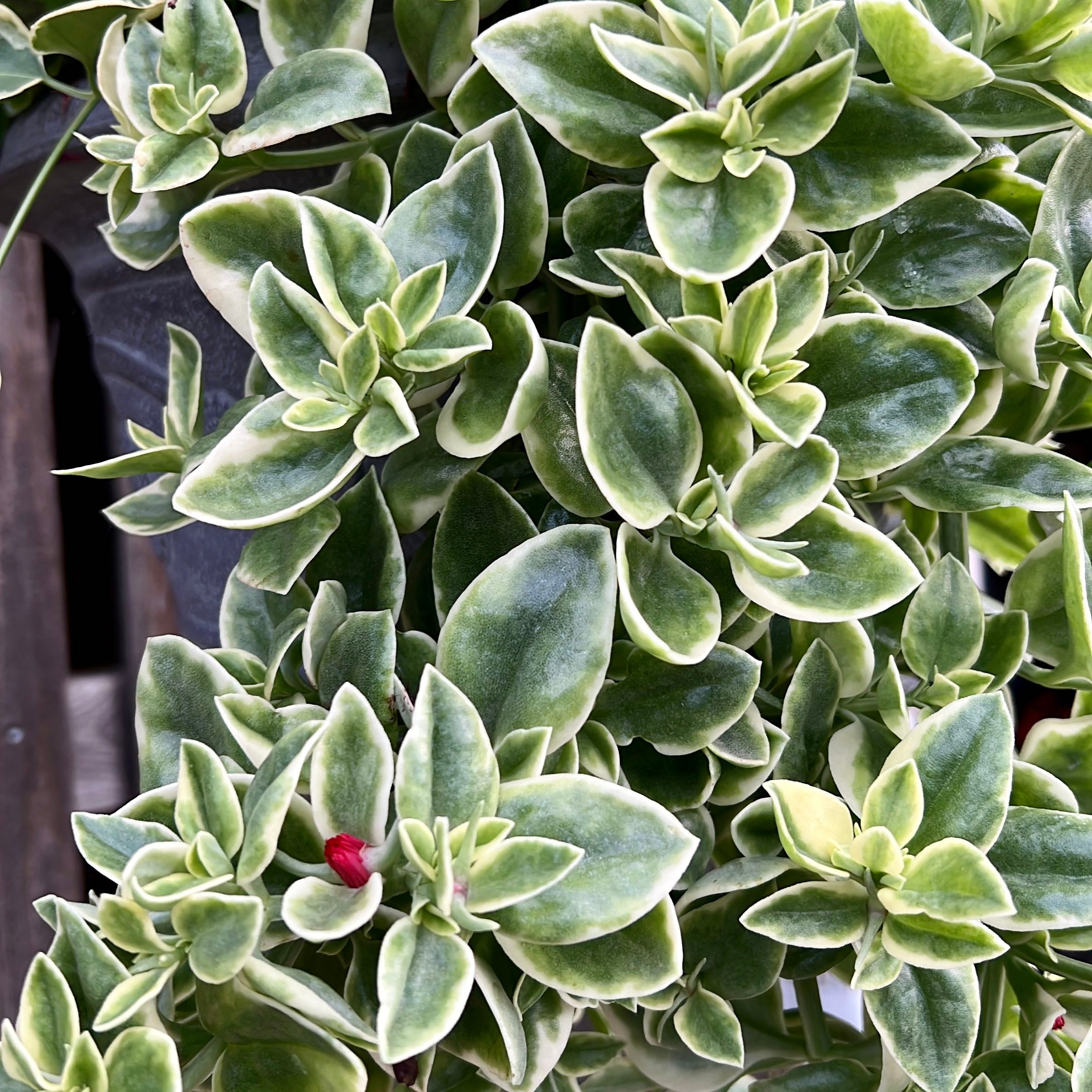 The Complete mezoo trailing red Plant Care Guide: Water, Light & Beyond