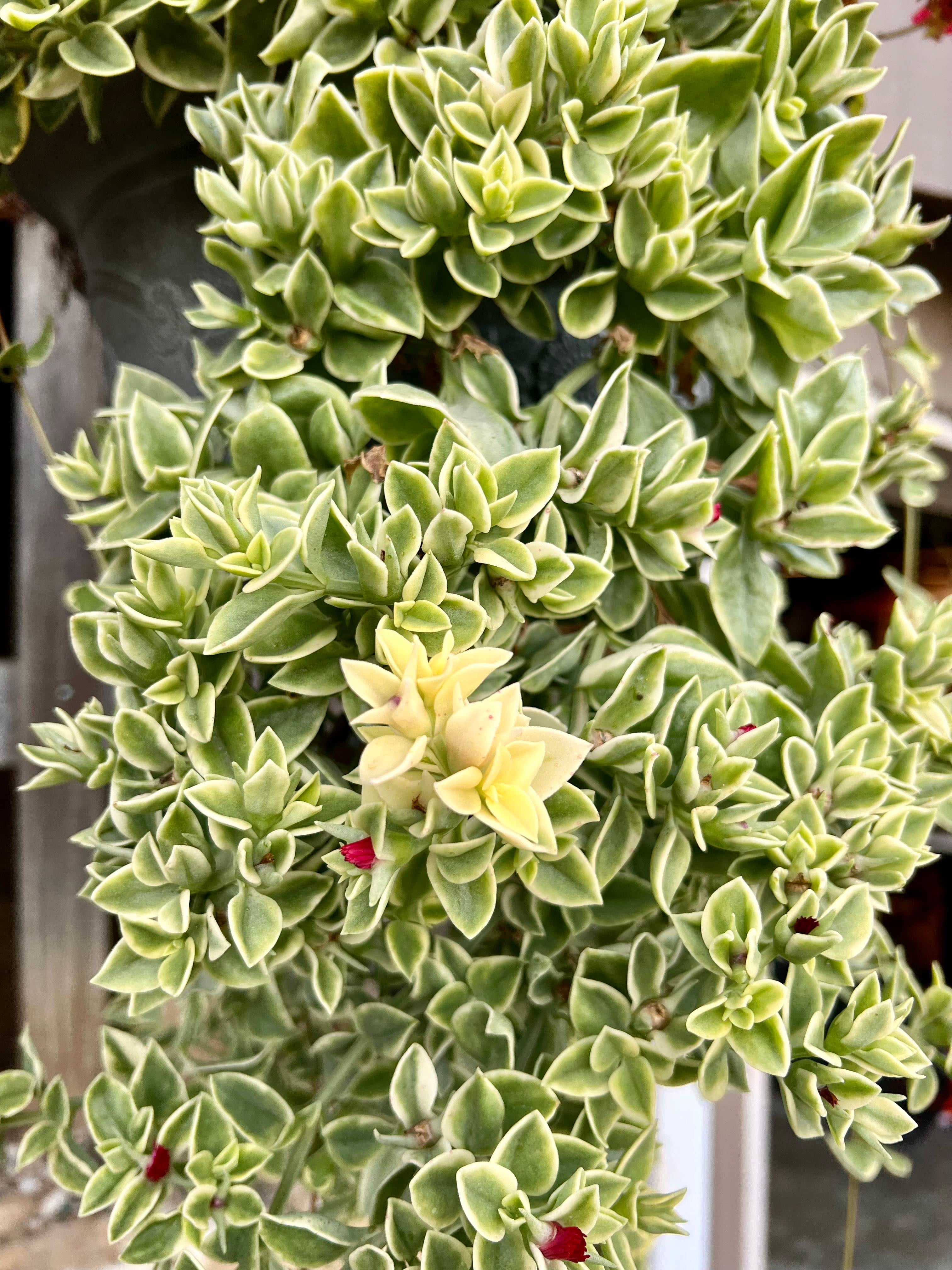 Keep Your mezoo trailing red Alive: Light, Water & Care Instructions