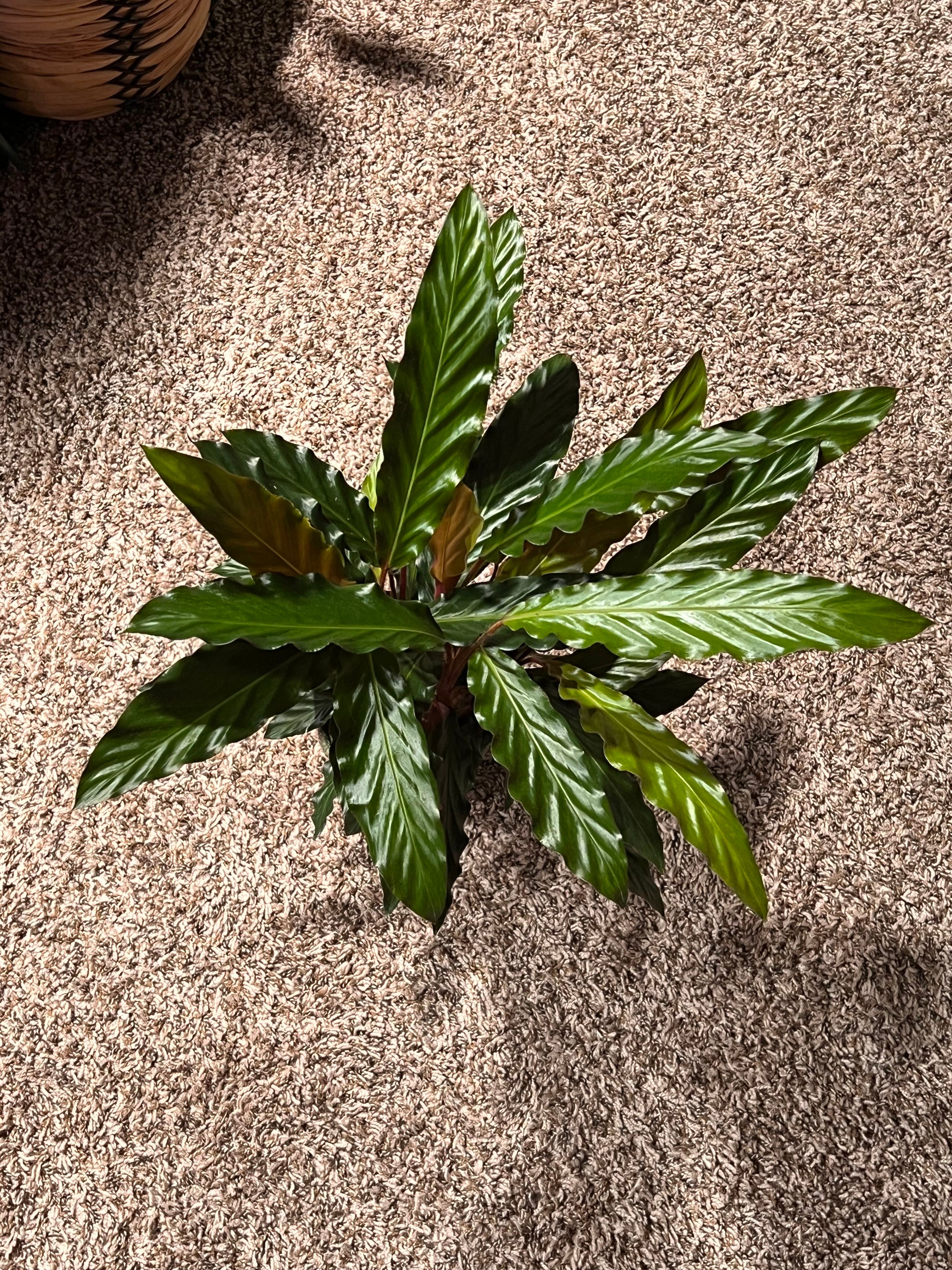 Furry Feather Calathea Plant Care: Water, Light, Nutrients | Greg App 🌱