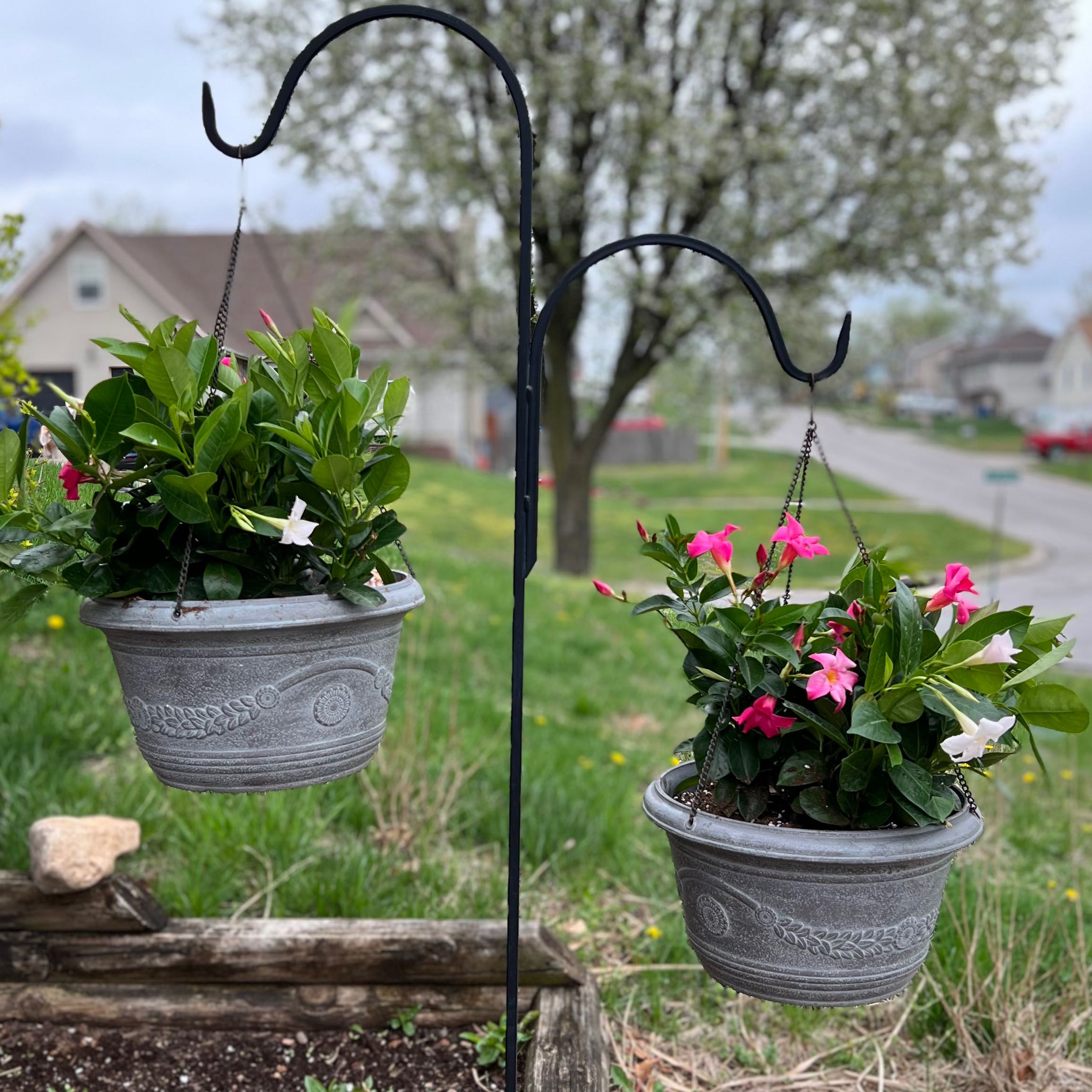 How to Get a Dipladenia 'Rio' to Bloom