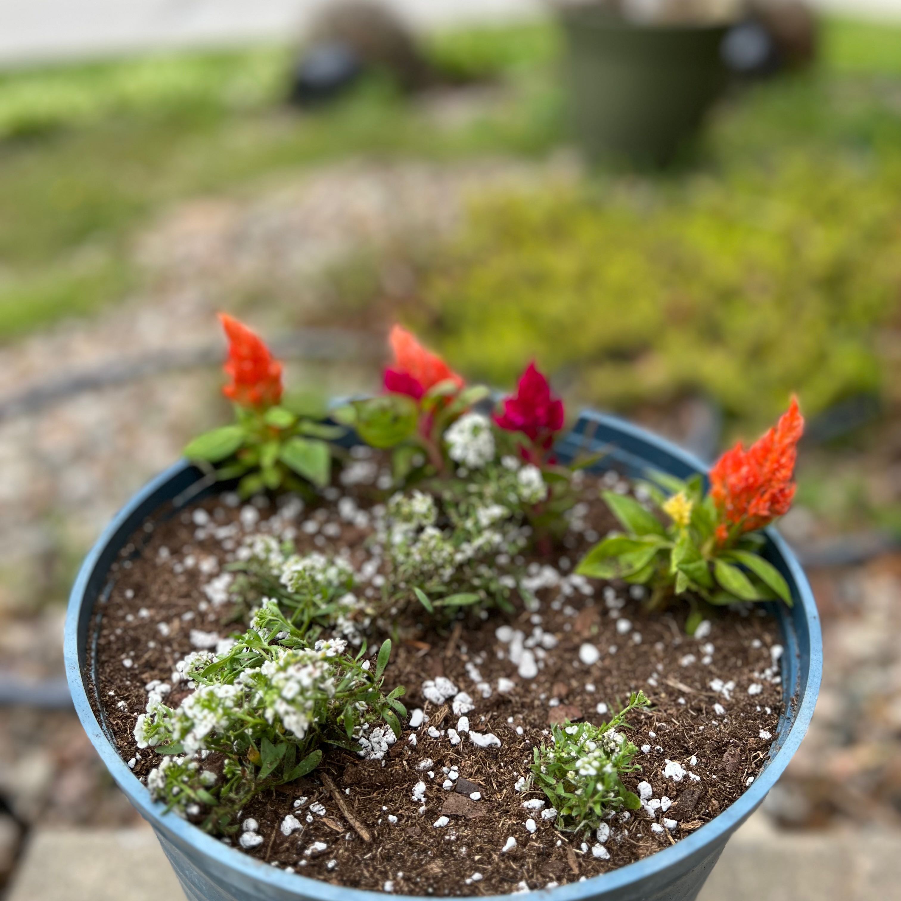 🐓 Propagating My Cockscomb: Step-by-Step Guide