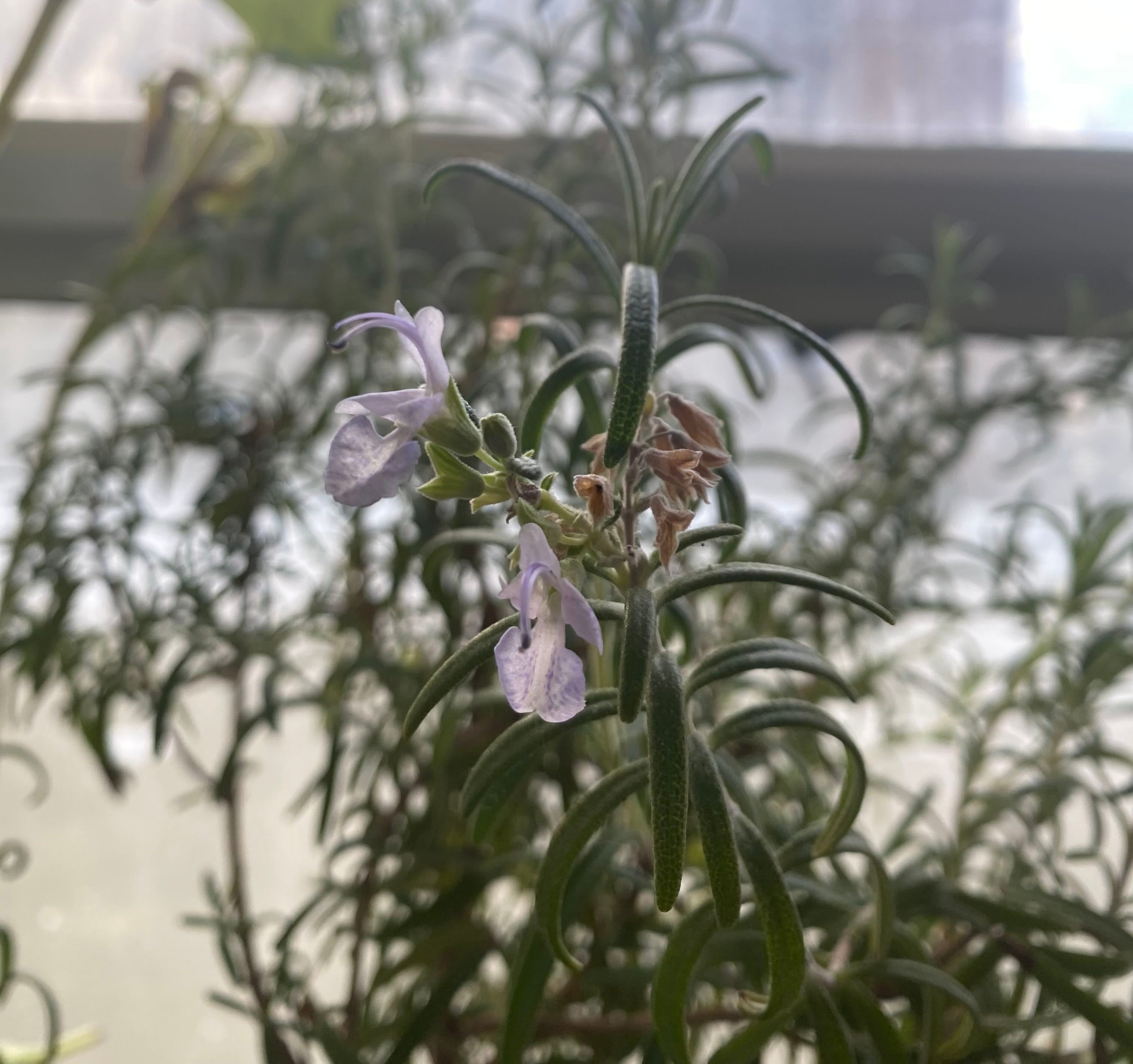 💧 How Do I Fix Rosemary Root Rot?