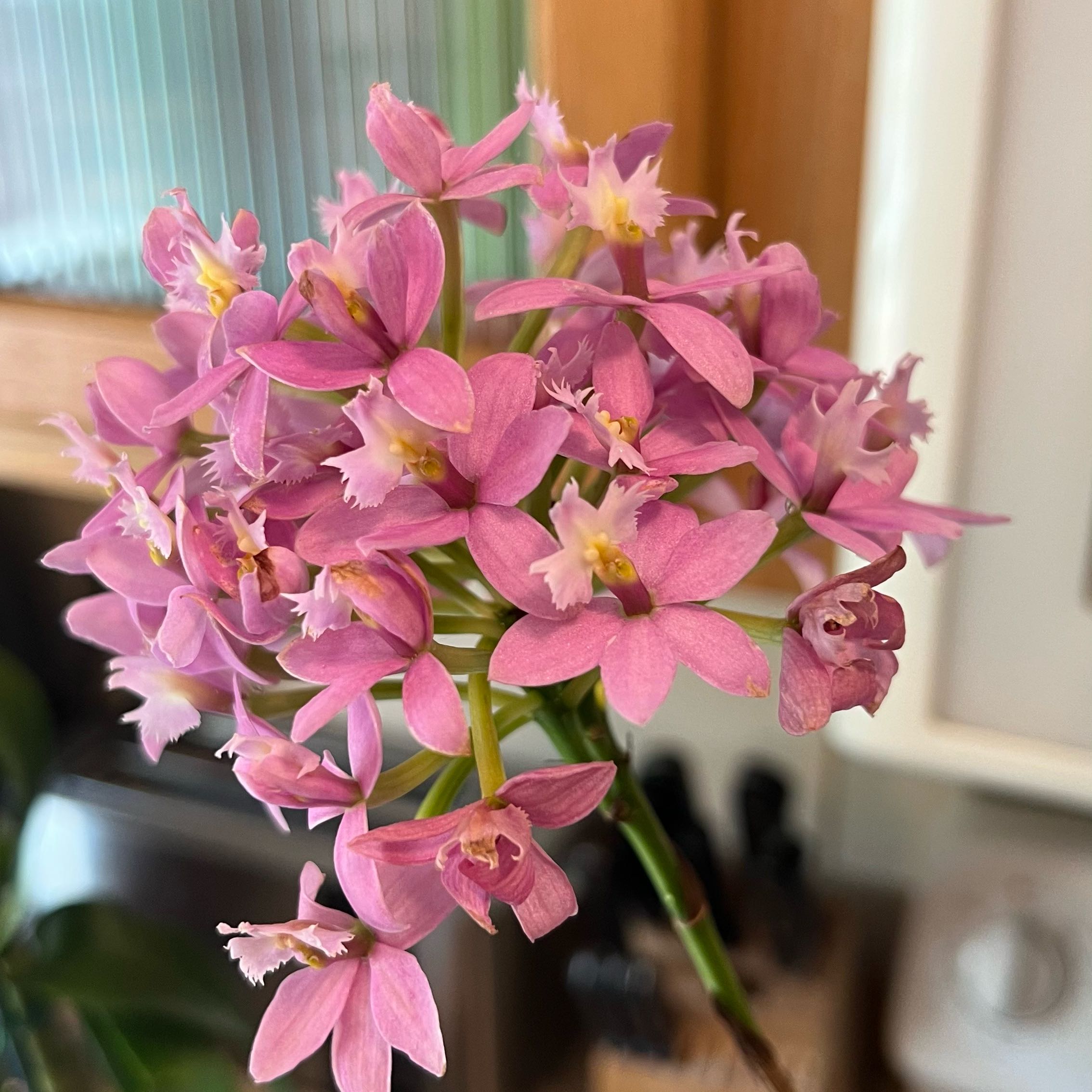 The Complete Epi. Miracle Valley × Epi. Cream Valley Plant Care Guide ...