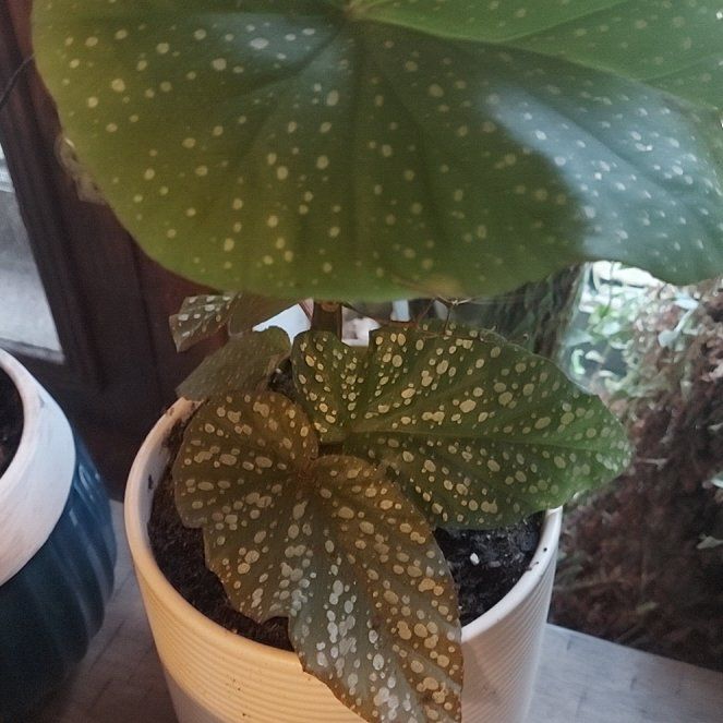 Kardashian | A plant by @BeefyNerveplant on Greg