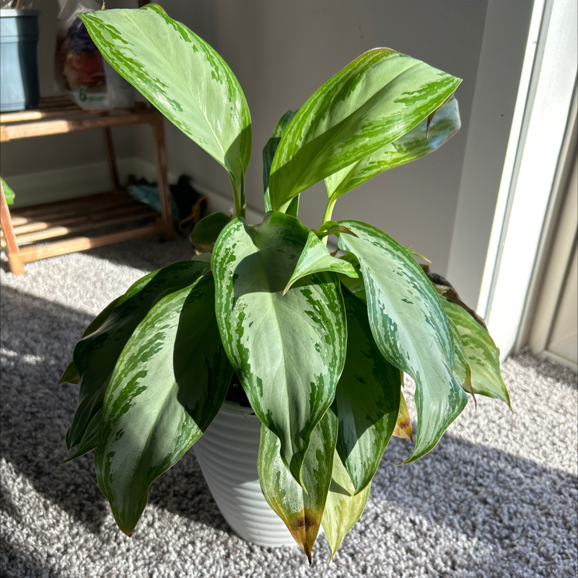 Dart | A plant by @ShowyGianttaro on Greg