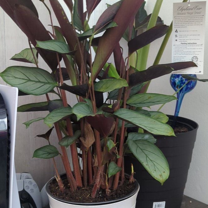 Kardashian | A plant by @QualityPersia on Greg