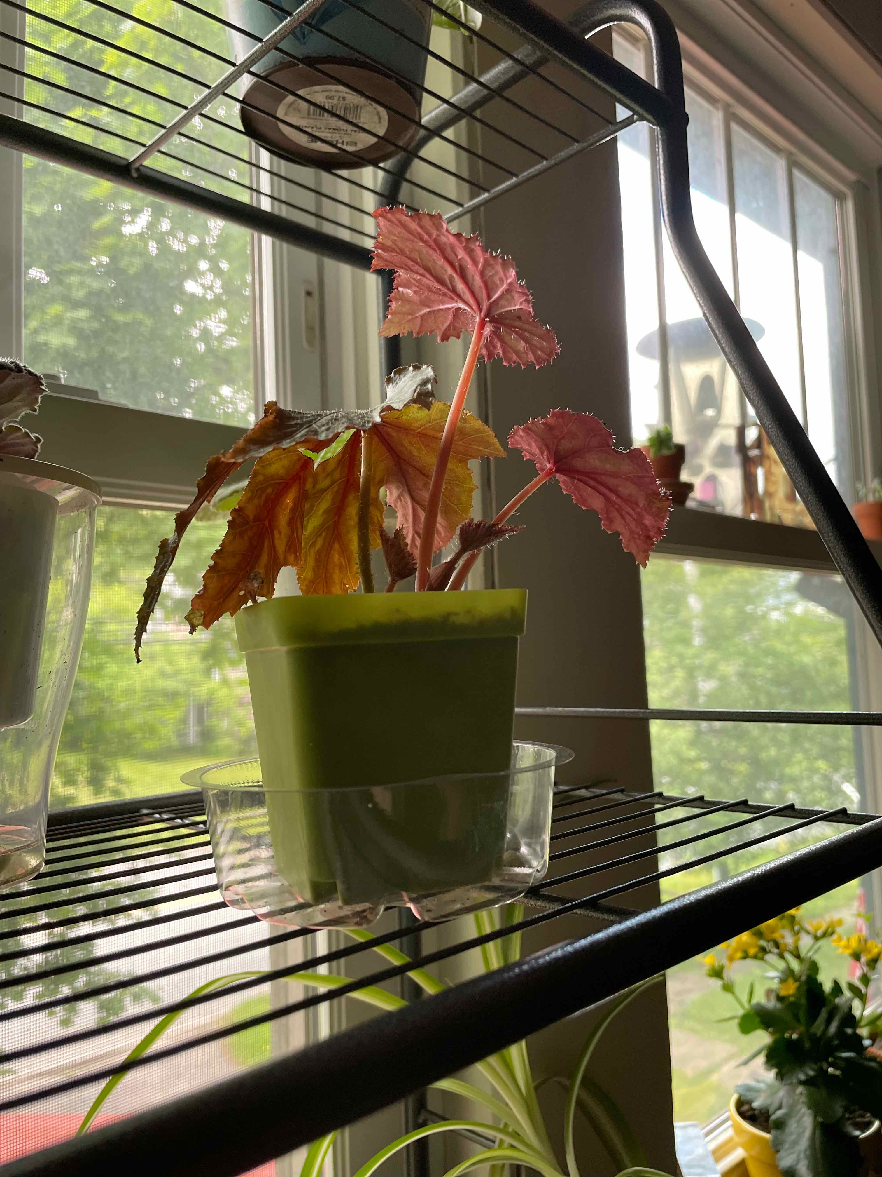 Diagnosing begonia 'gryphon' root rot