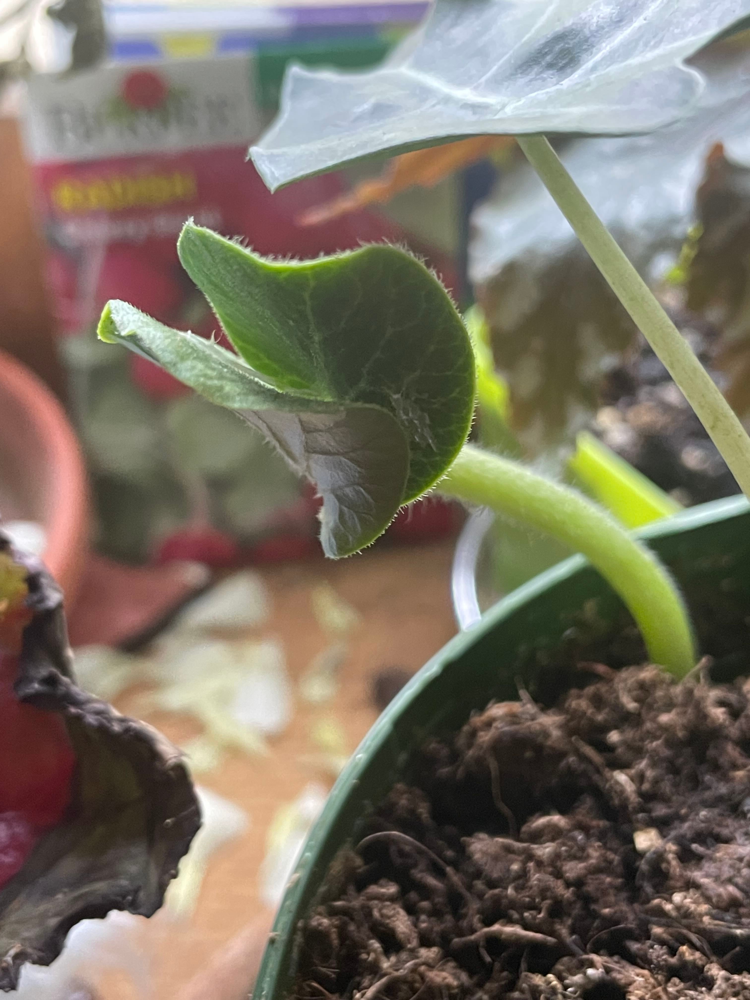 How to Care for Alocasia Polly Plant: Mastering Water, Sunlight & More