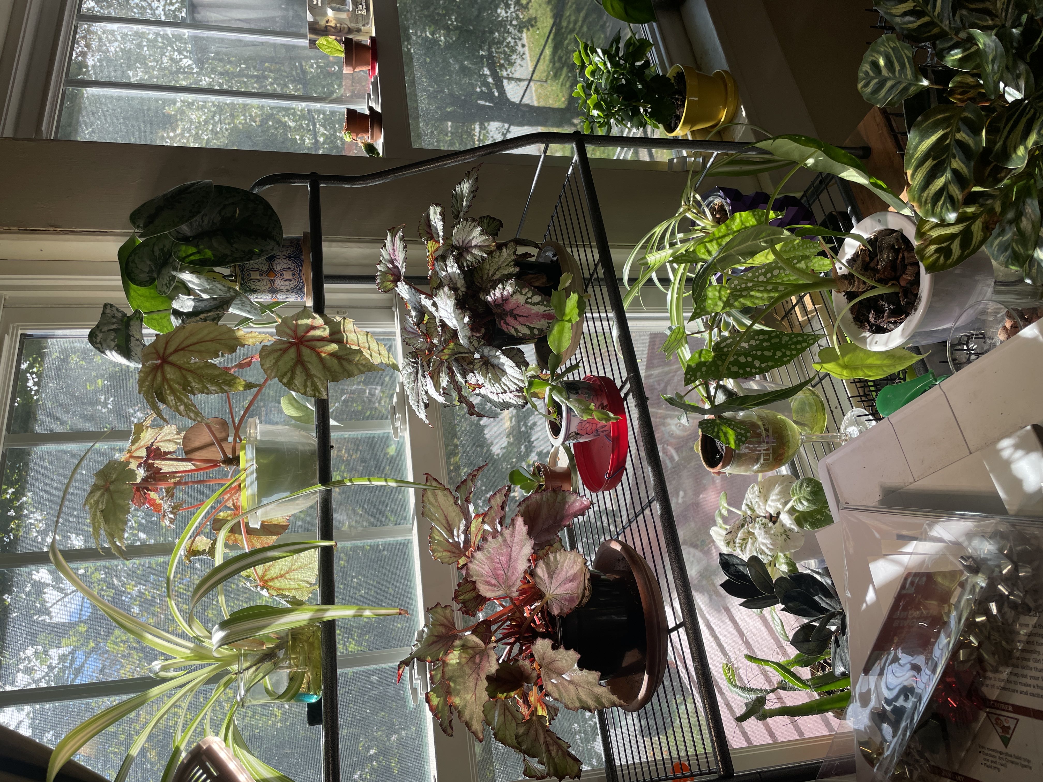 Fuchsia Begonia 'Rose' Care 101: Water, Light & Growing Tips