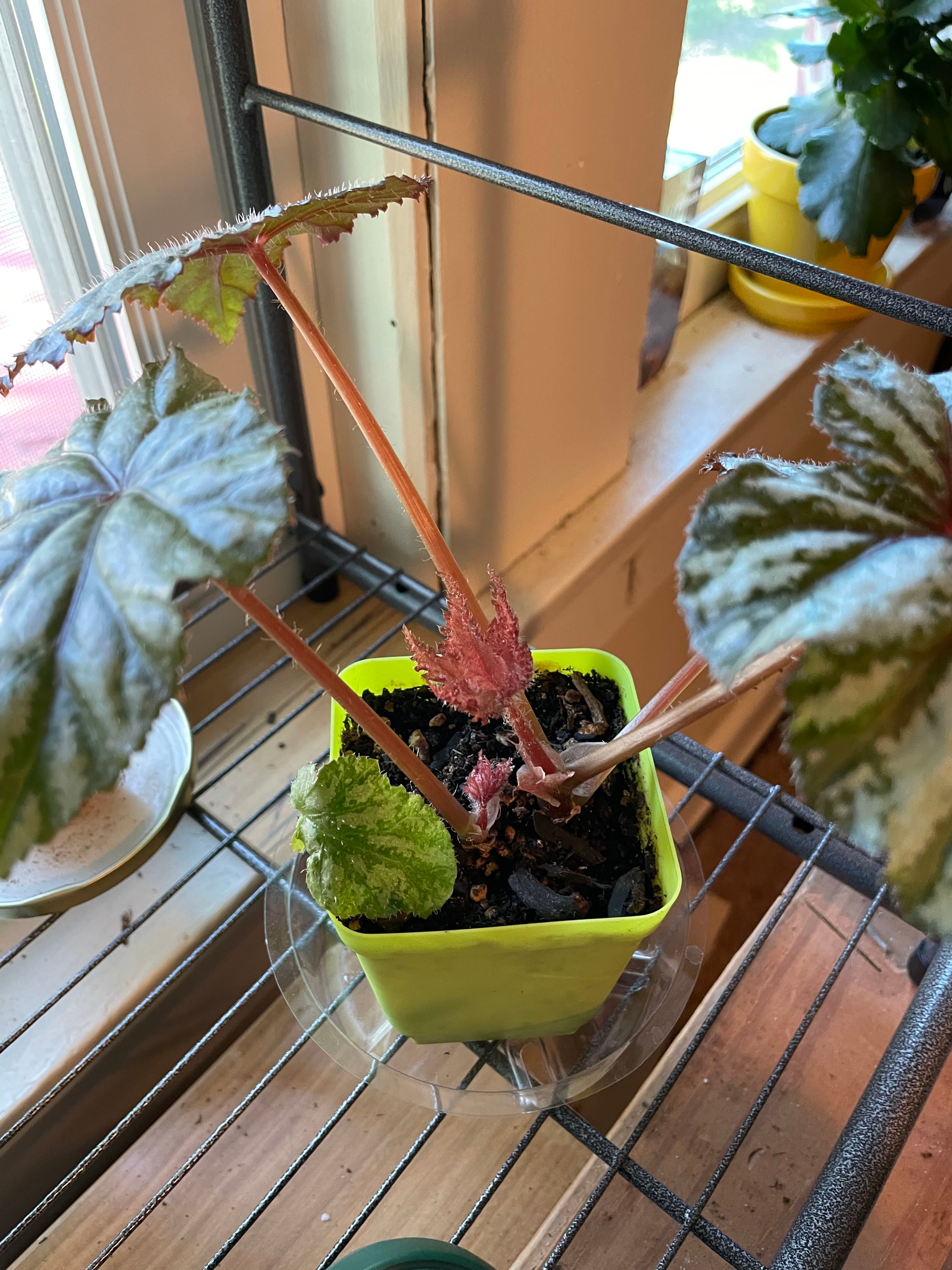 What is a Begonia 'Gryphon'? Complete Guide 🐉