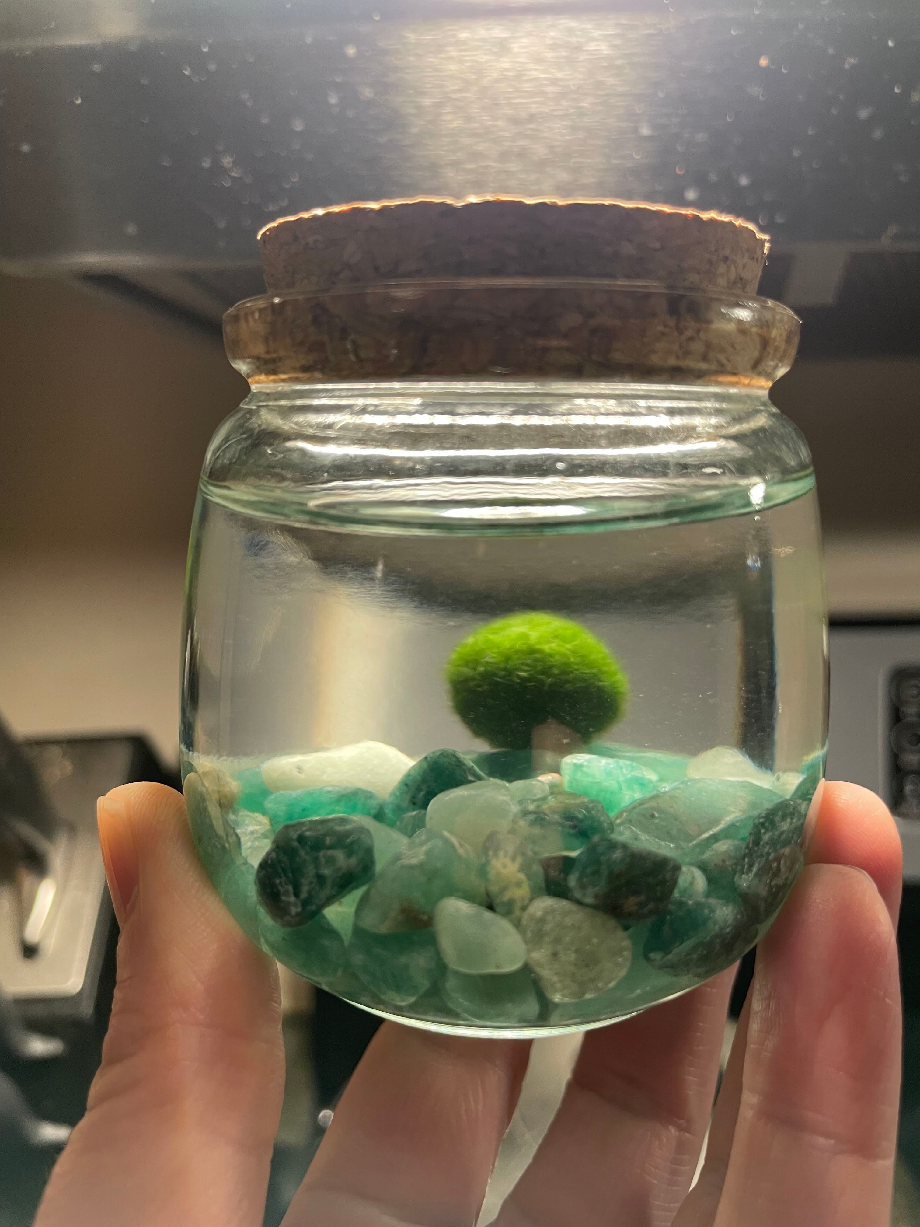 10 Benefits of Having a Marimo 💚