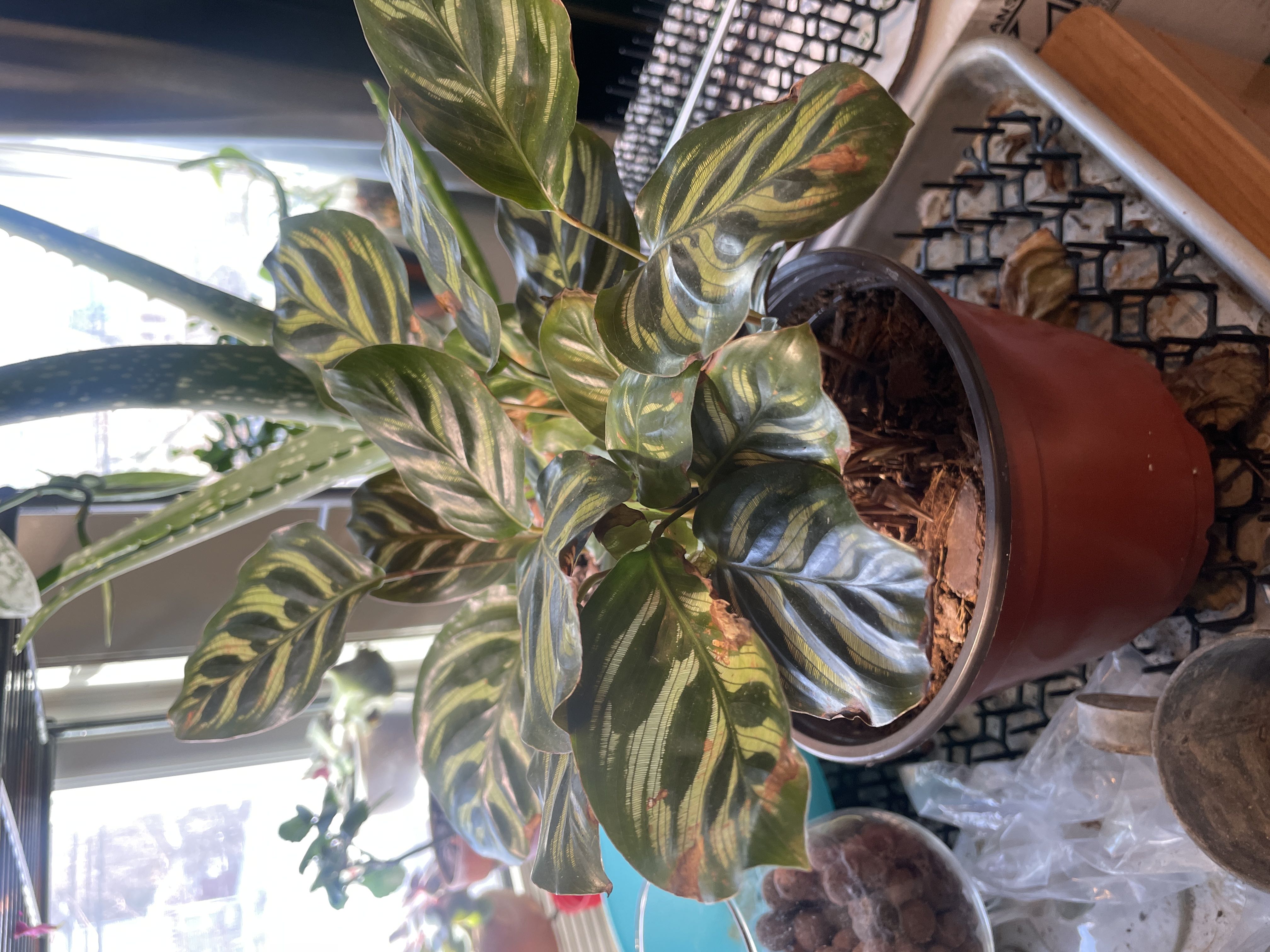 Why Are There Black Spots on My Calathea 'Misto' Leaves?