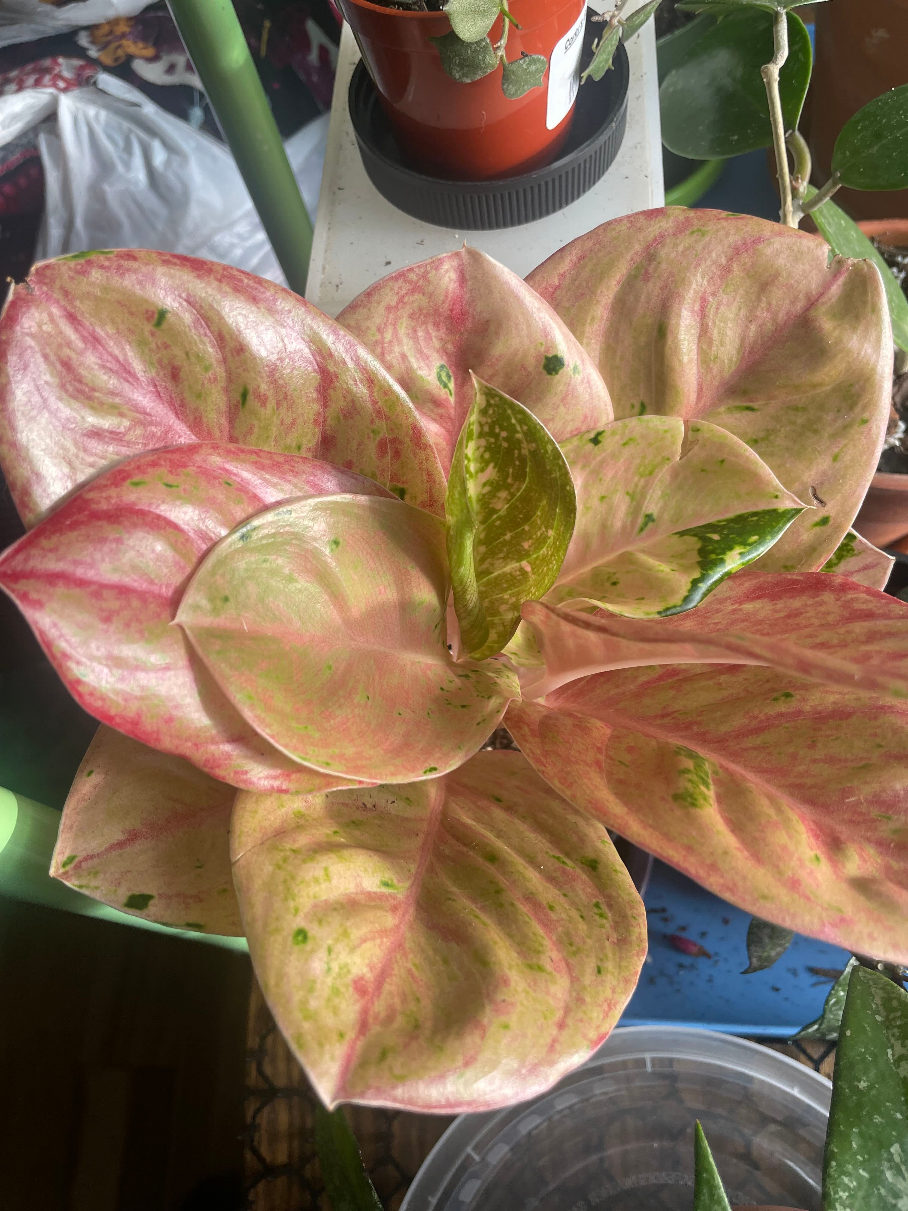 5 Ideal Companions for Your Variegated Chinese Evergreen 🤝
