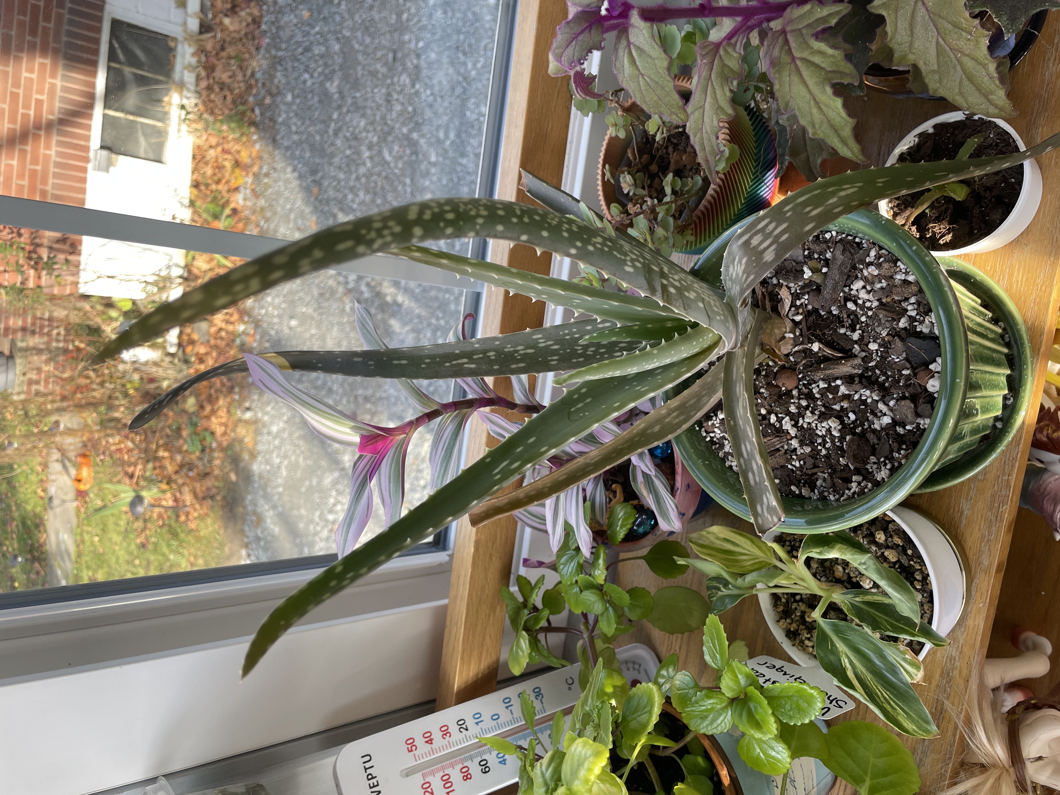 🌡 What Is A Good Temperature Range For My Aloe Vera?
