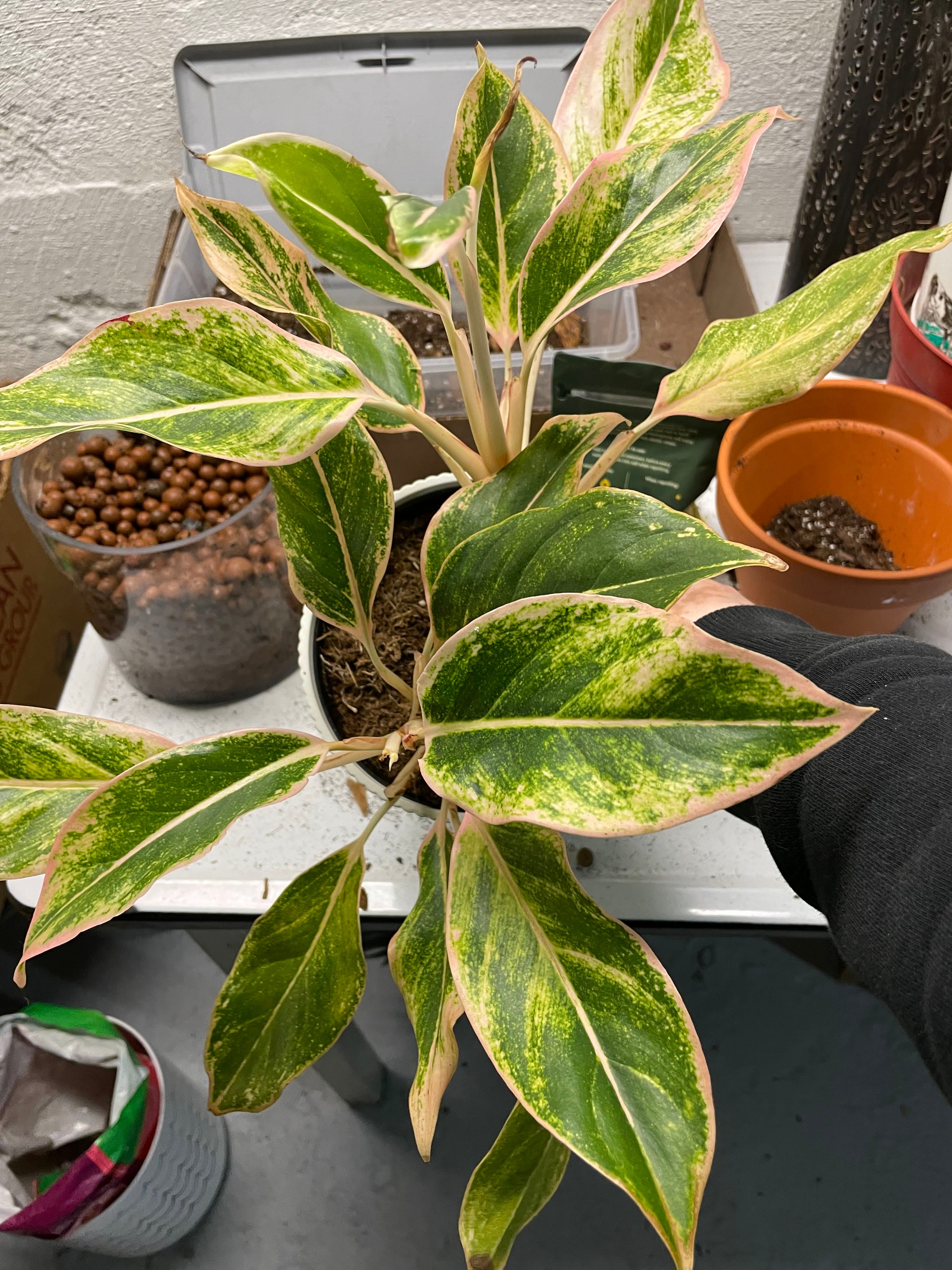 10 Secret Variegated Chinese Evergreen Landscaping Tricks 🥄
