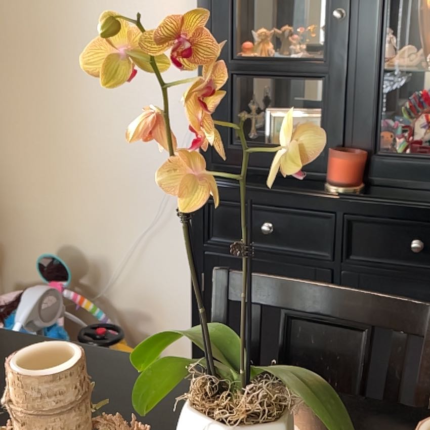 Kobe | A plant by @FitRoyalfern on Greg