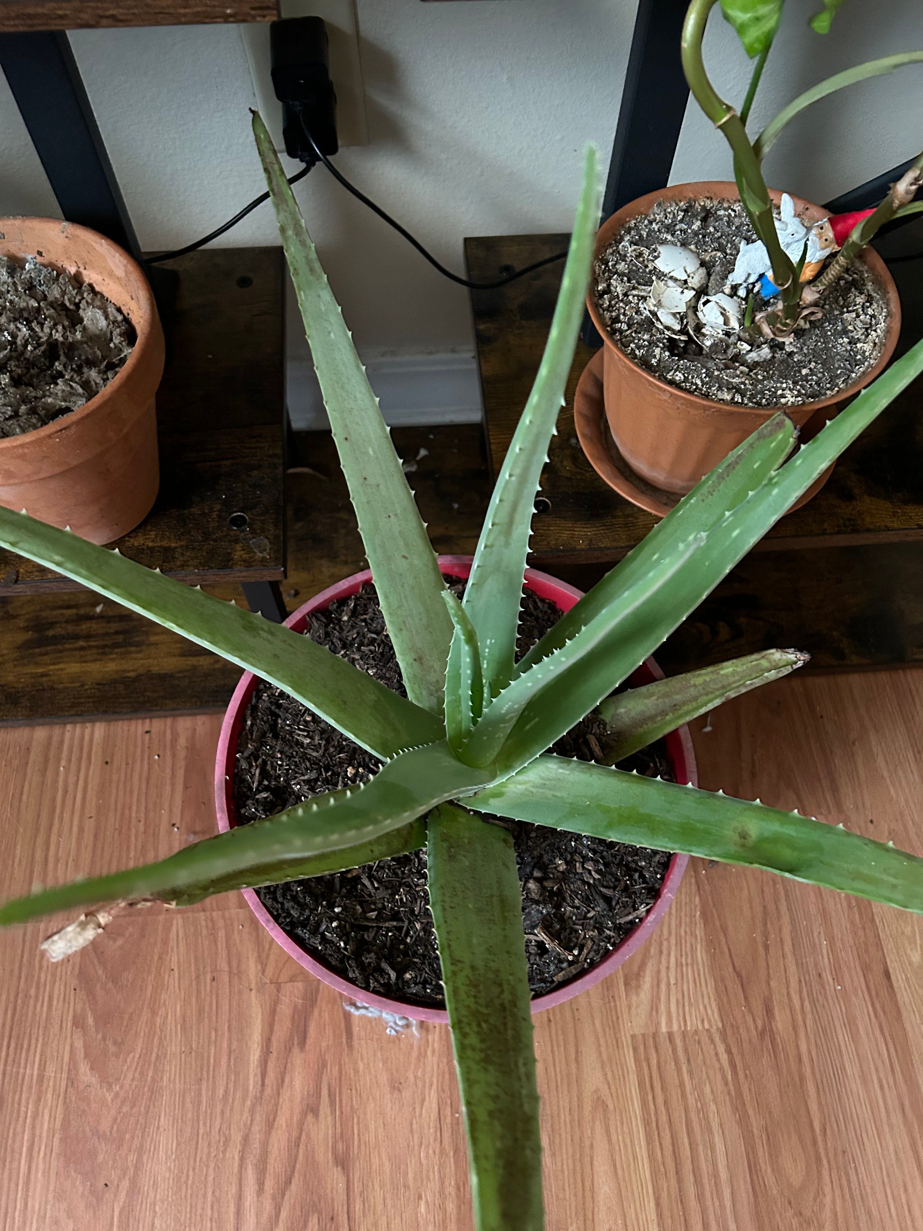 Aloe pups?