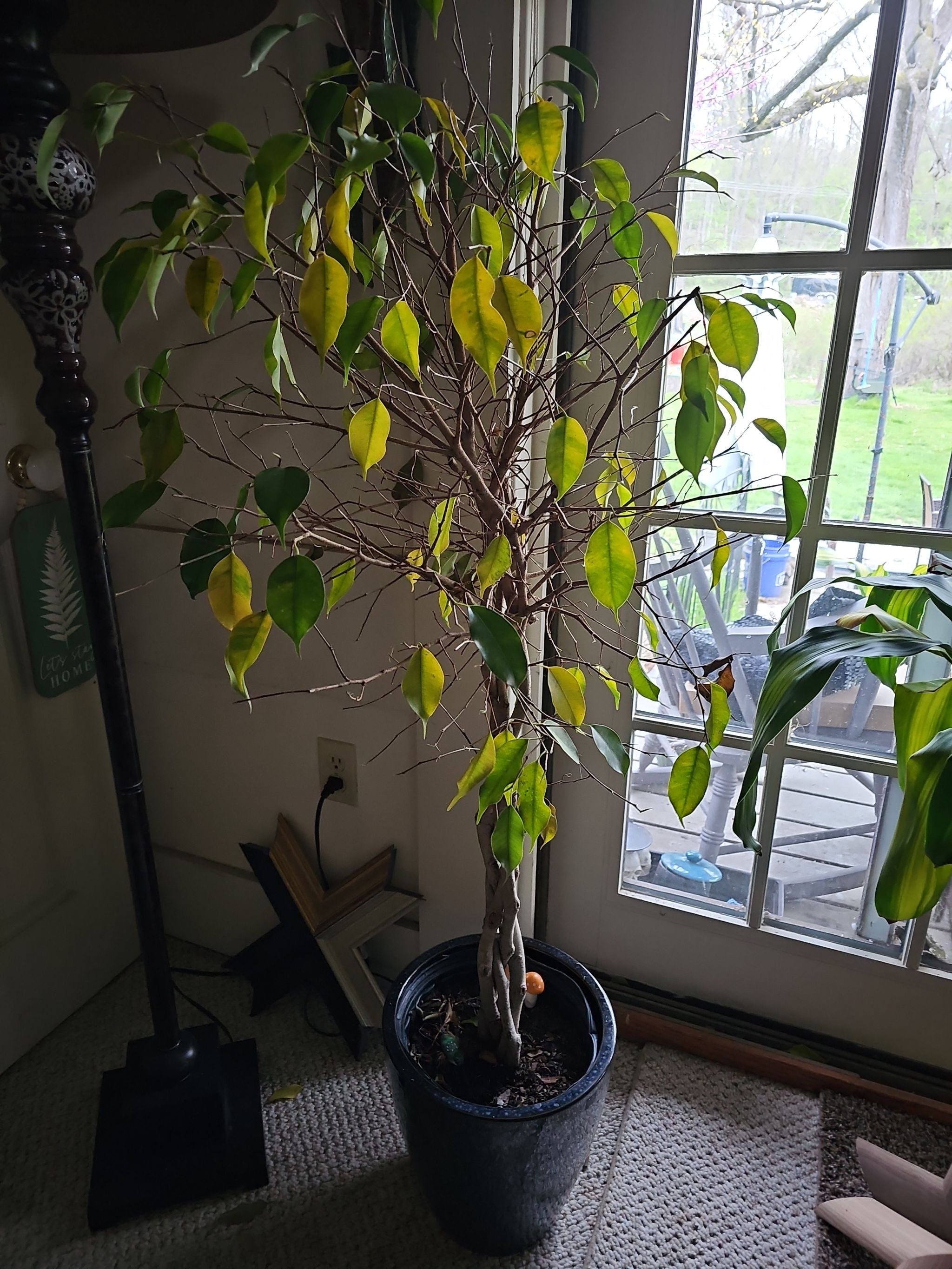 10 Benefits of Having a Weeping Fig