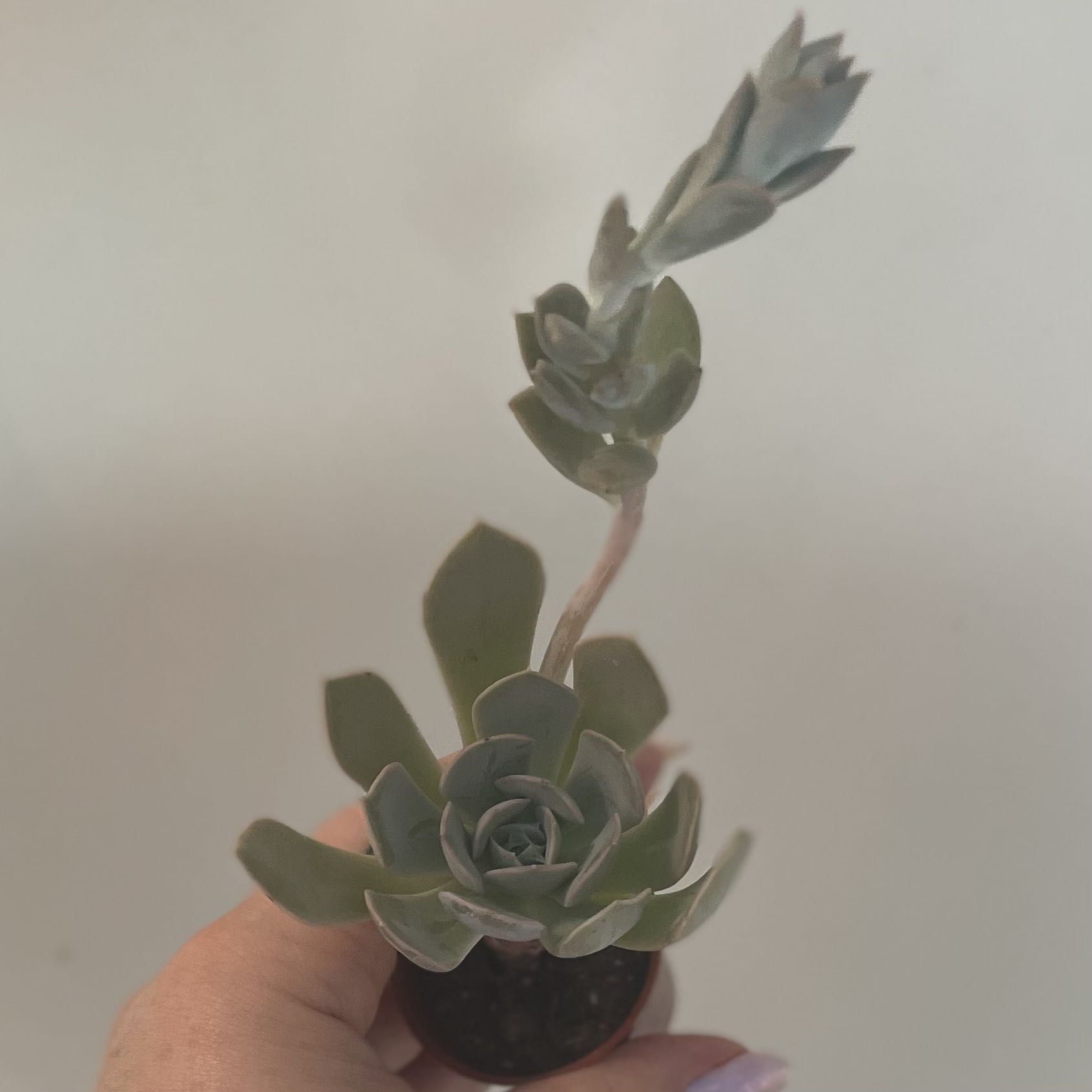 Echeveria Spark Plant Care: Water, Light, Nutrients | Greg App 🌱