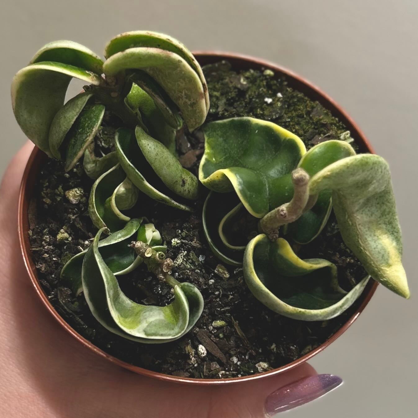 10 Benefits of Having a Variegated Hoya carnosa 'Compacta'