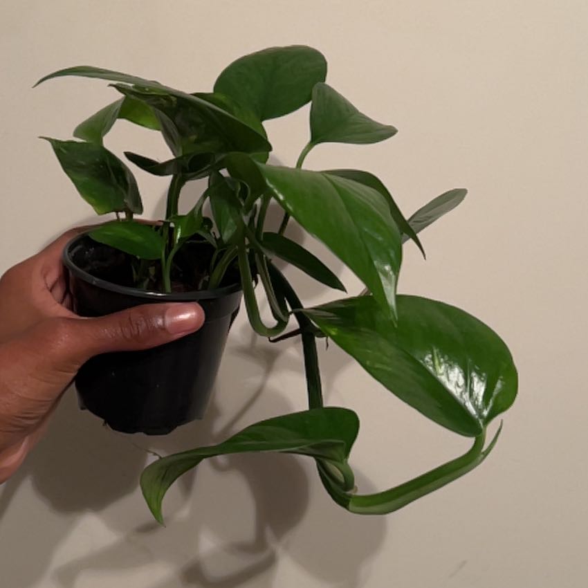 Marley | A plant by @PeakAntplant on Greg