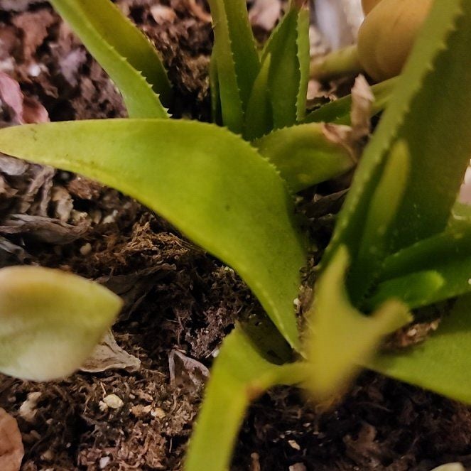 Captain Plant-it | A plant by @ZingHairygrama on Greg