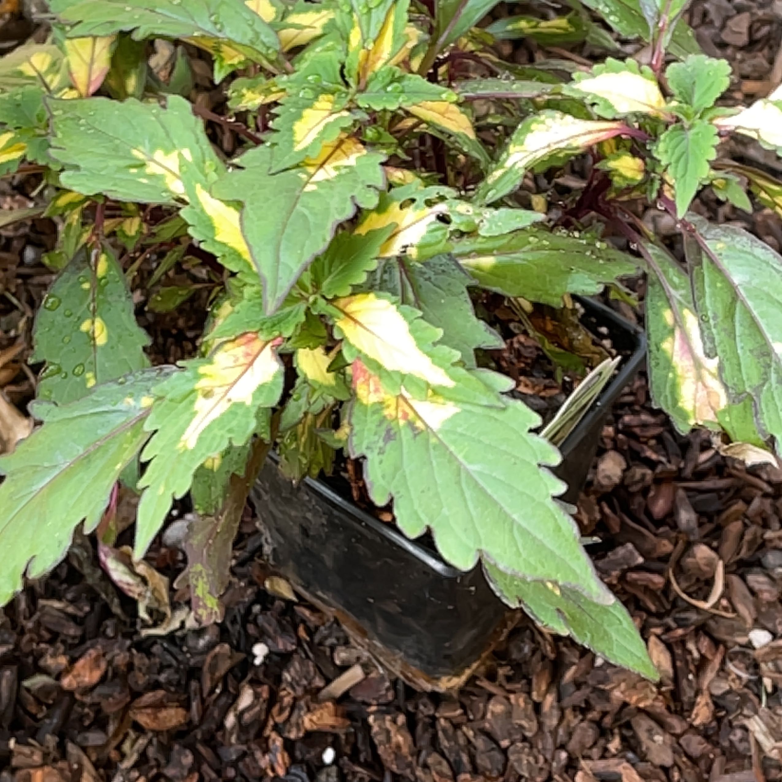 Coleus Special Effects: How Much Water & Light Does it Need to Thrive?