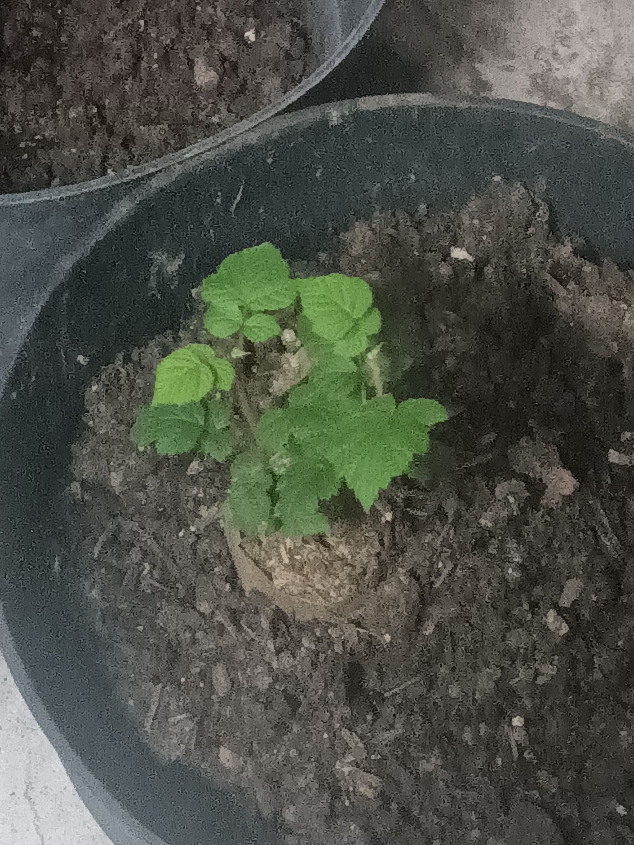 🫐 How Can You Tell If A Blackberry Is Dying?