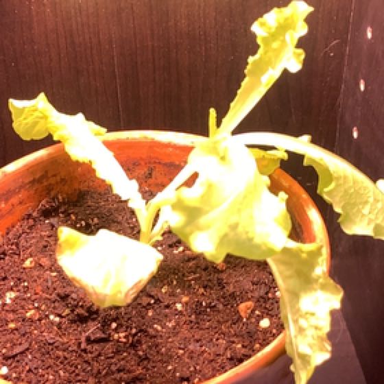Achilles | A plant by @CrispBlackpine on Greg
