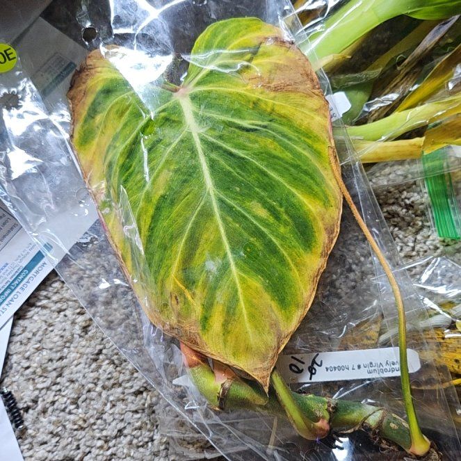 Philodendron verrucosum 'Amazon Sunset' Care 101: Water, Light ...