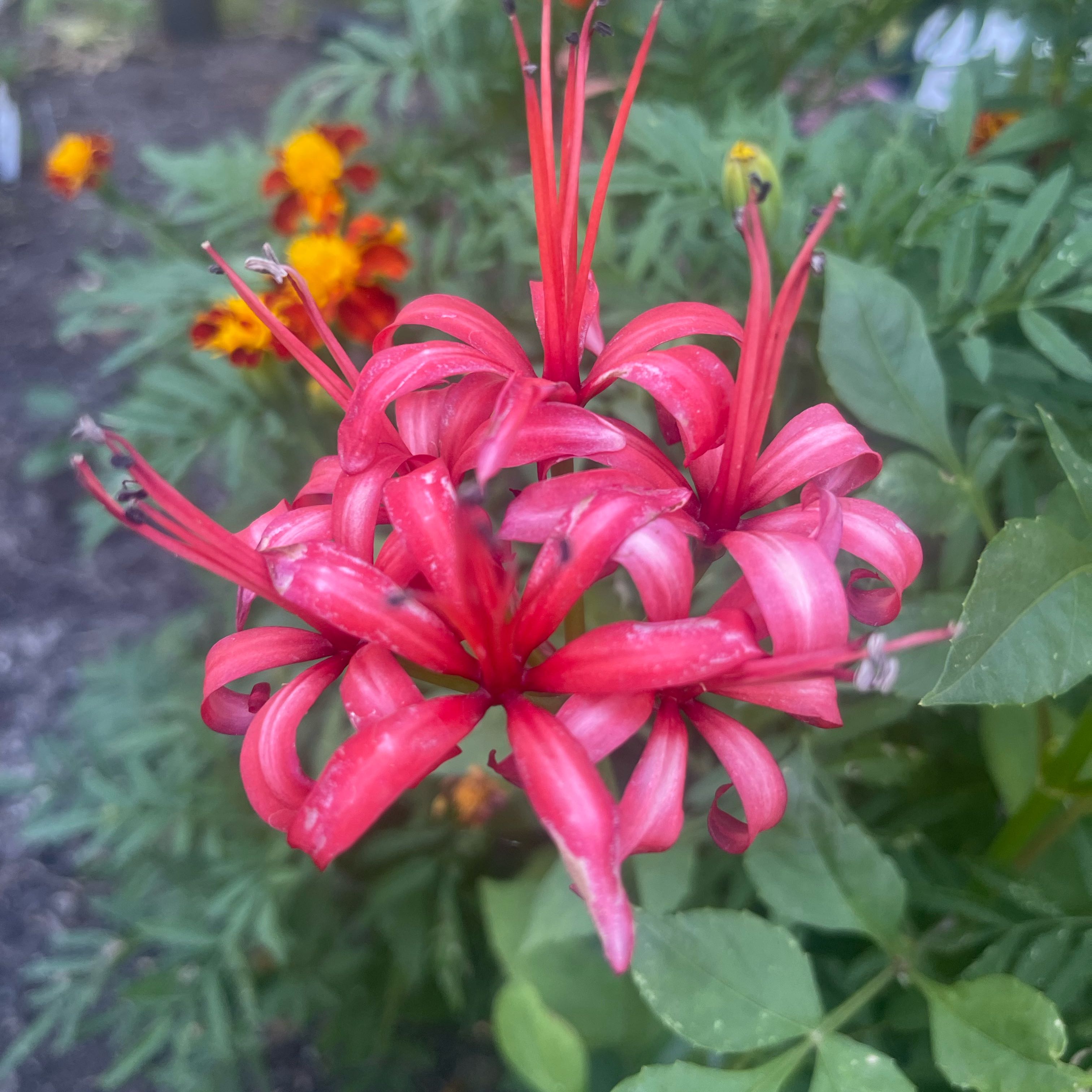 Nerine humilis Plant Care: Water, Light, Nutrients | Greg App 🌱